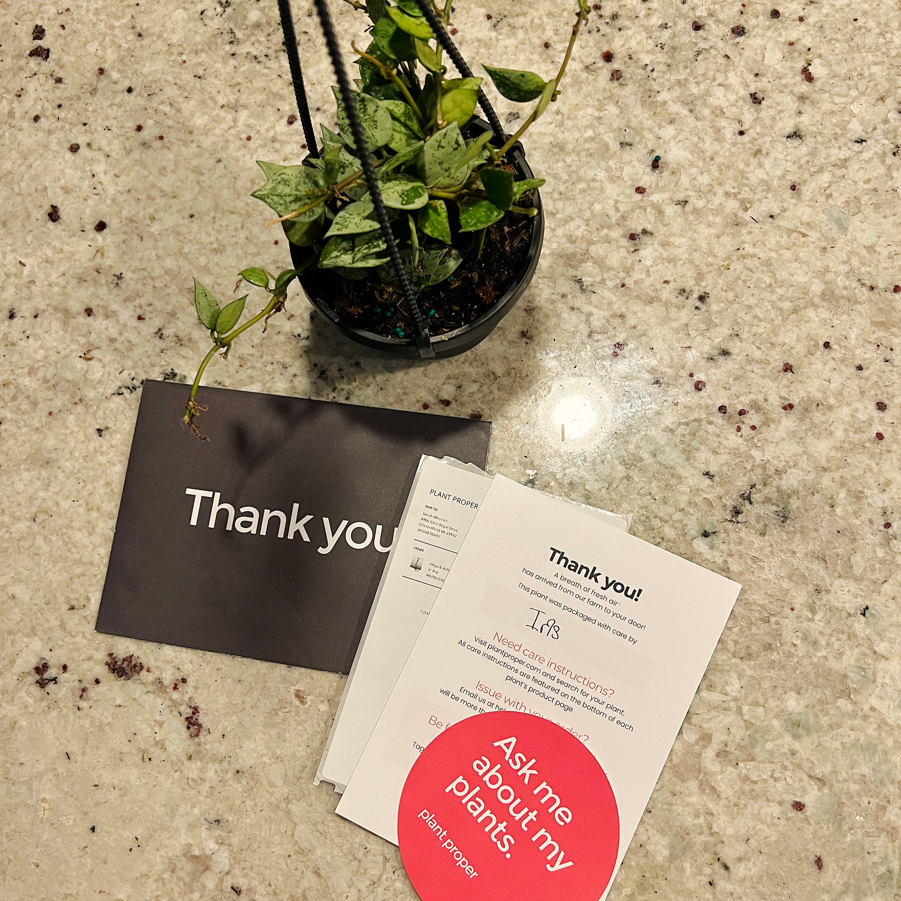 How to Care for Super Silver Hoyaa Krohniana: Mastering Water, Sunlight ...