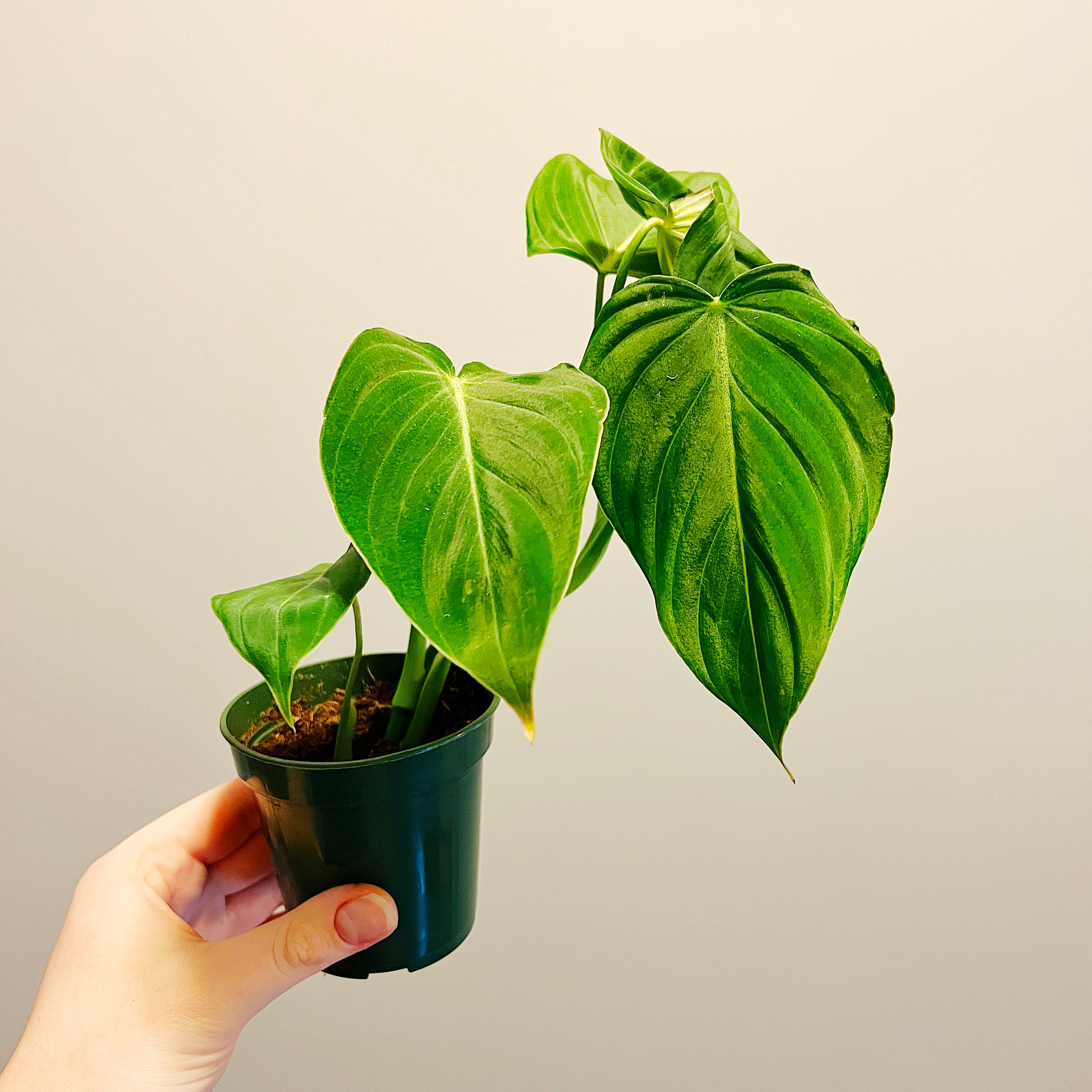 Propagating Your Philodendron 'Glorious': Step-by-Step Guide