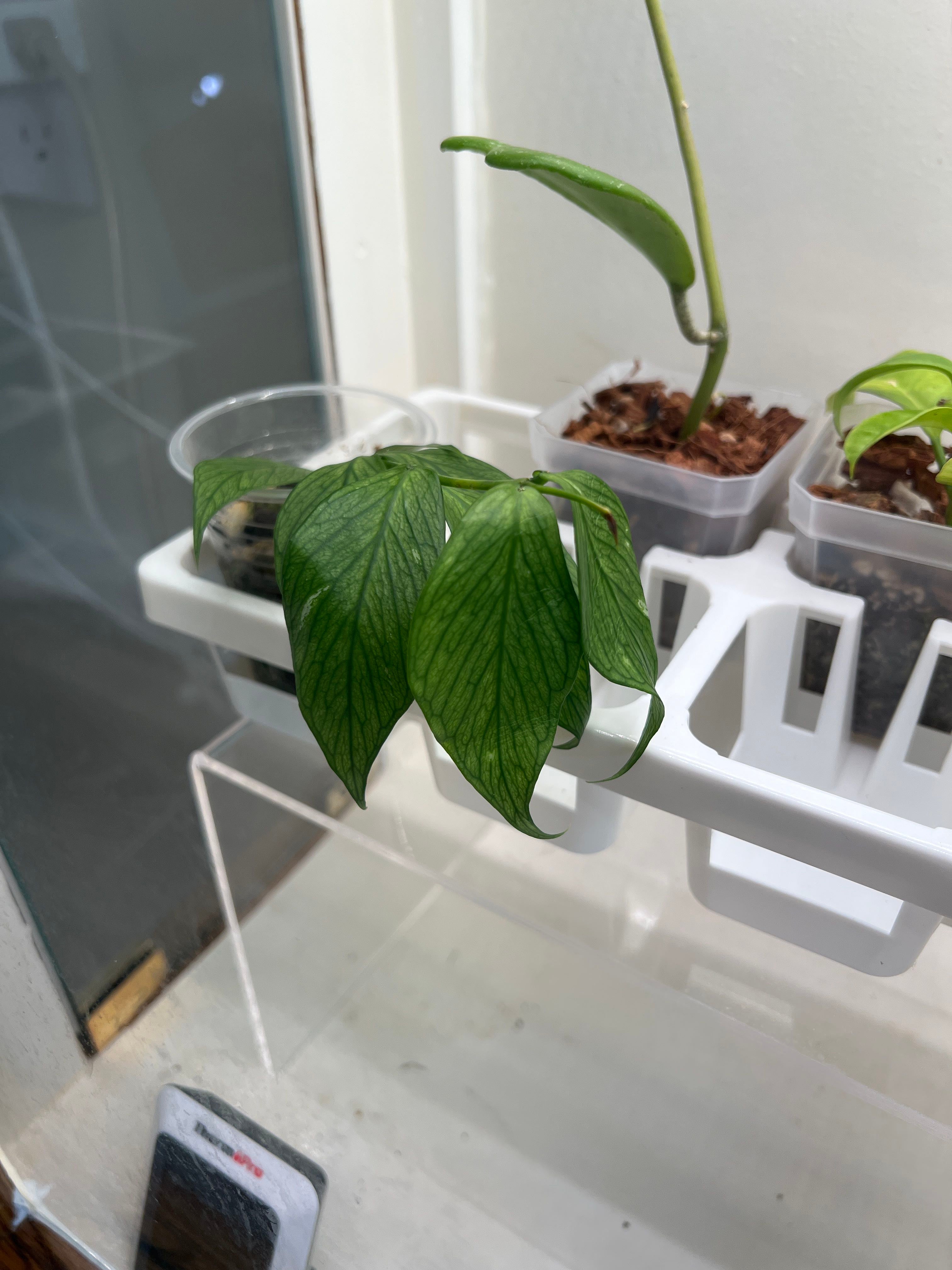 The Complete Fishtail Hoya Plant Care Guide: Water, Light & Beyond