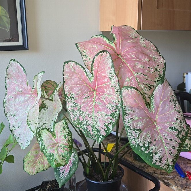 Caladium 'Ballet Slippers' Plant Care: Water, Light, Nutrients | Greg App 🌱