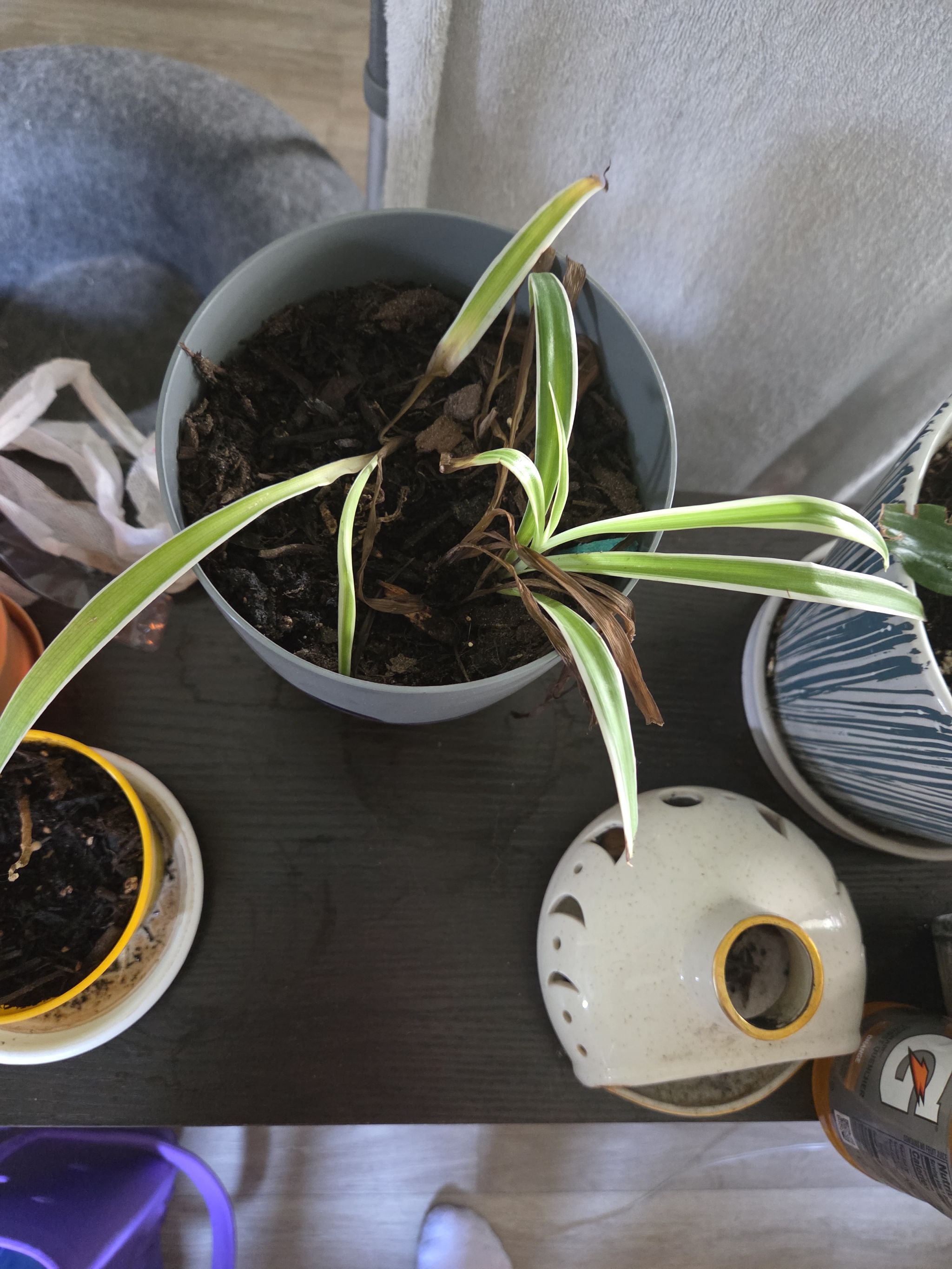 🕷 Understanding Chlorophytum polystachys: The Basics
