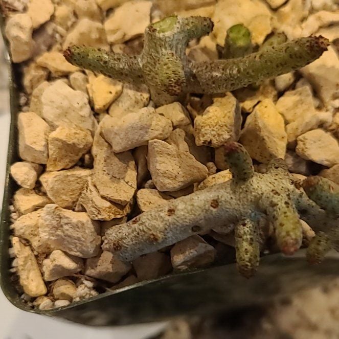 How to Care for Tylecodon: Mastering Water, Sunlight & More