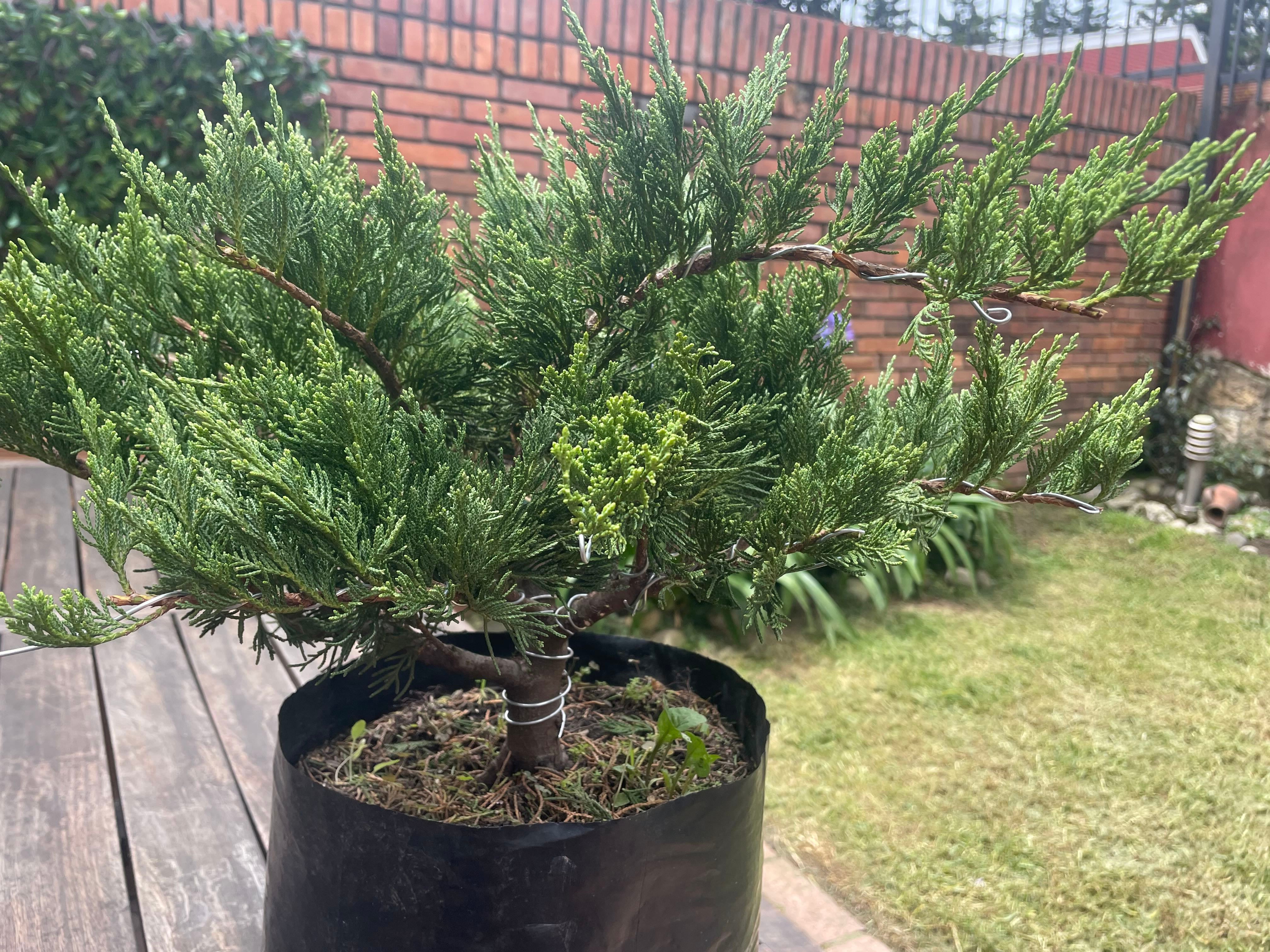 Everything You Need to Know About Alligator Juniper 🐊