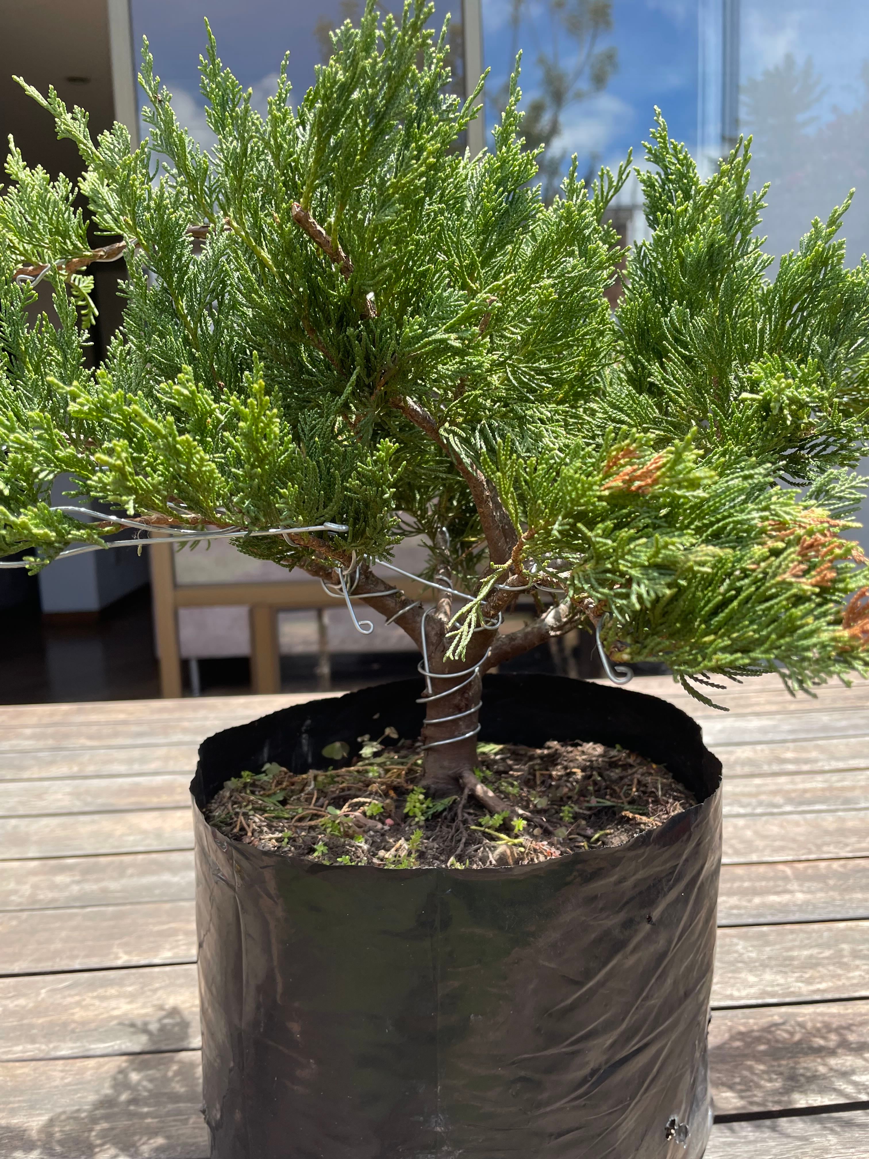 🌳 10 Plants That Love Growing with American Juniper