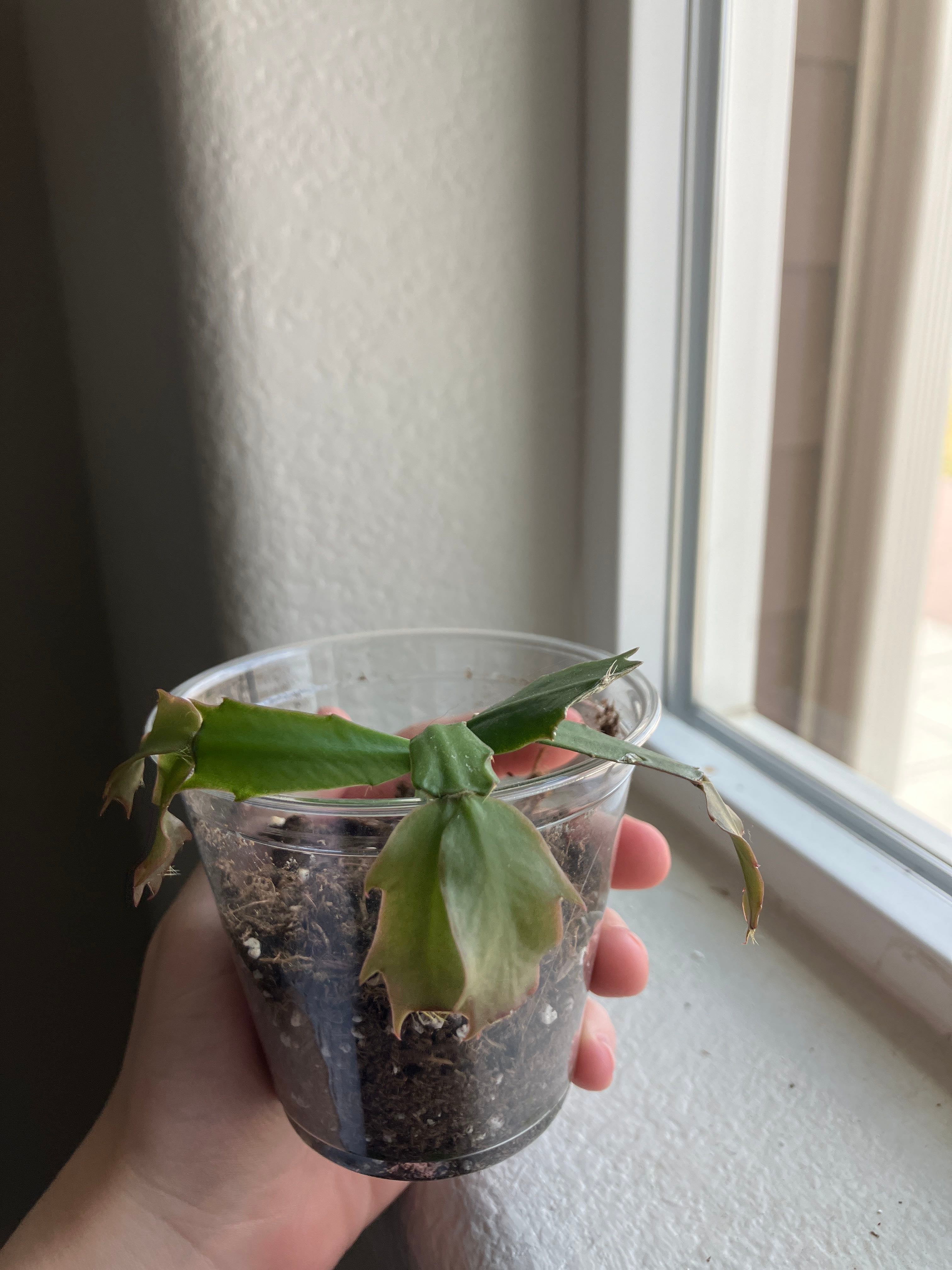 Keep Your False Christmas Cactus Alive: Light, Water & Care Instructions