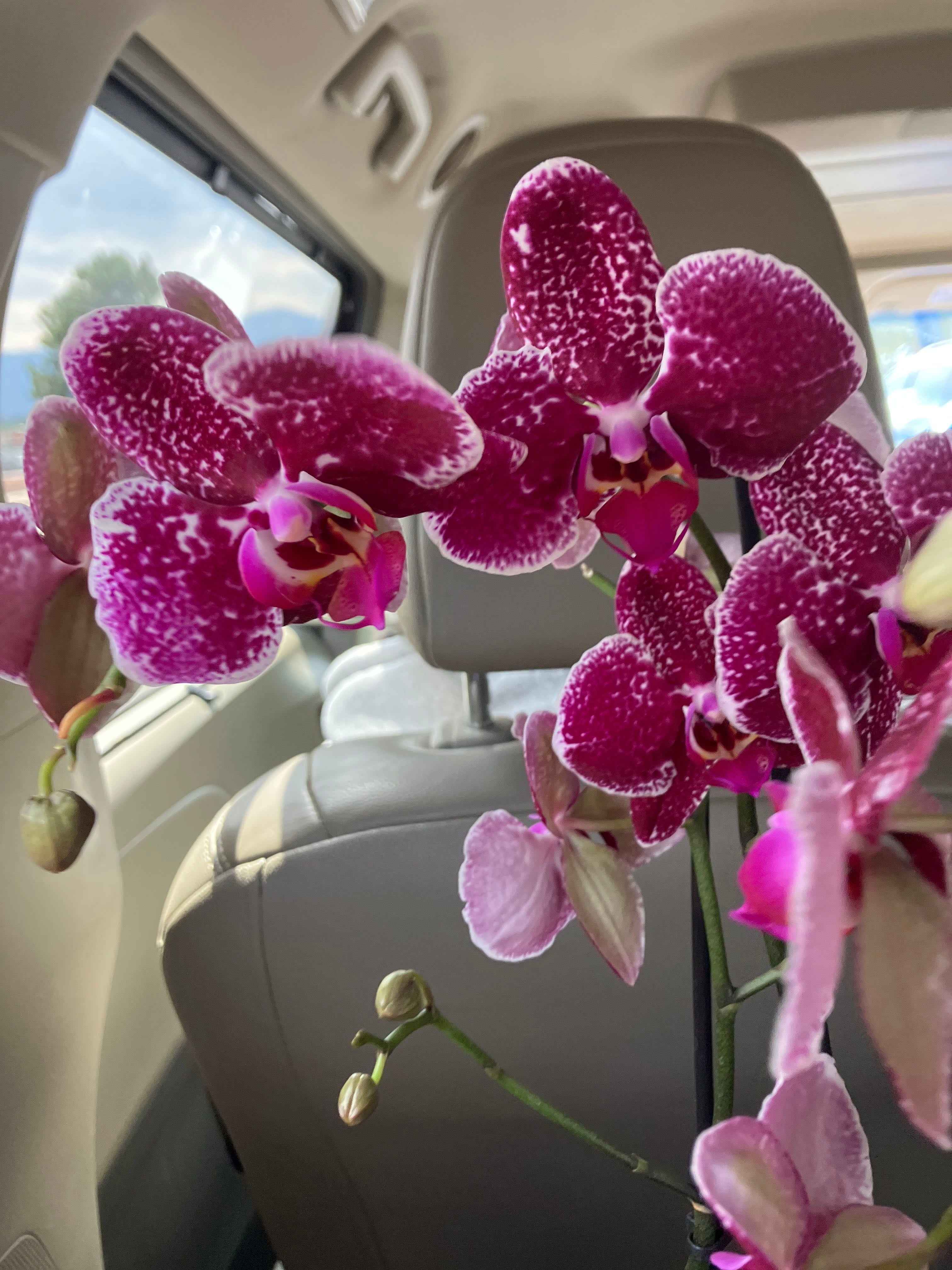 Keep Your Phalaenopsis Orchid Alive: Light, Water & Care Instructions