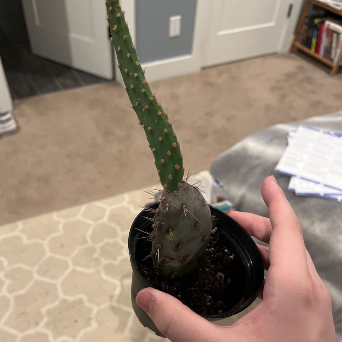 🌵 Violet Prickly Pear is Not Toxic to Cats