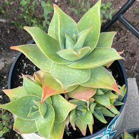 Aloe striata 'Ghost' Plant Care: Water, Light, Nutrients | Greg App 🌱