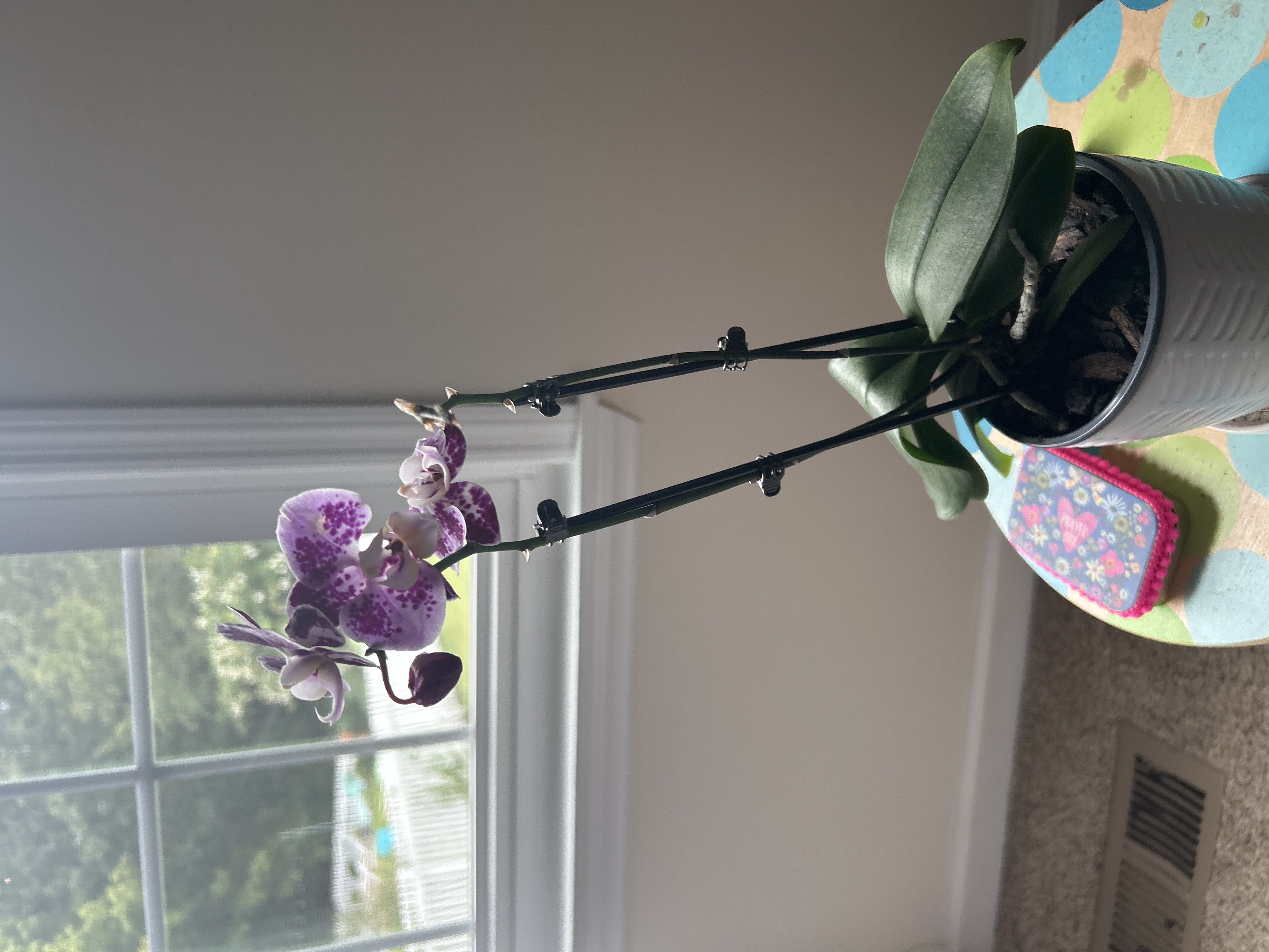 Phalaenopsis 'Gaucho' Explained: Key Information 🌸