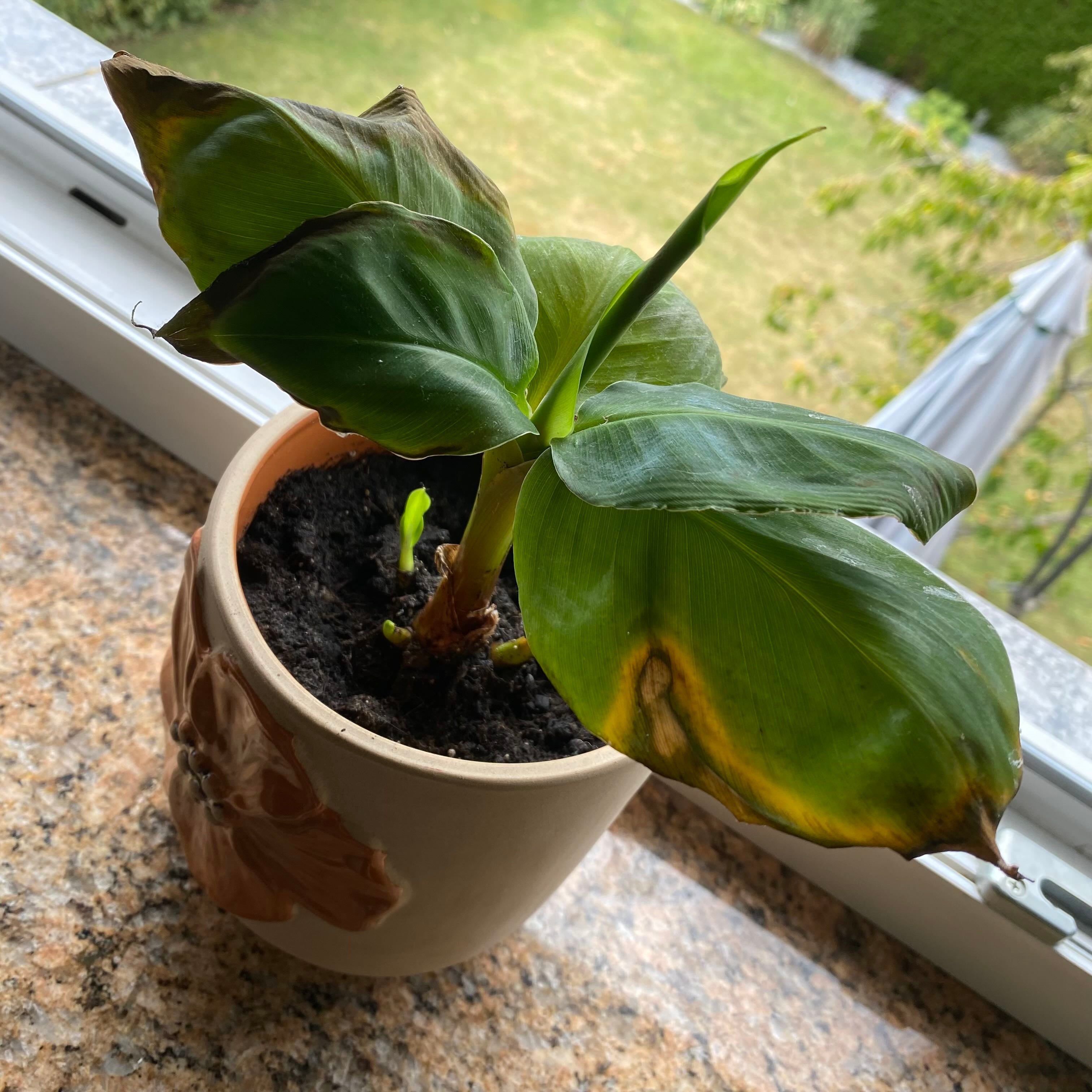 What You Should Know About Lacatan Banana 🍌