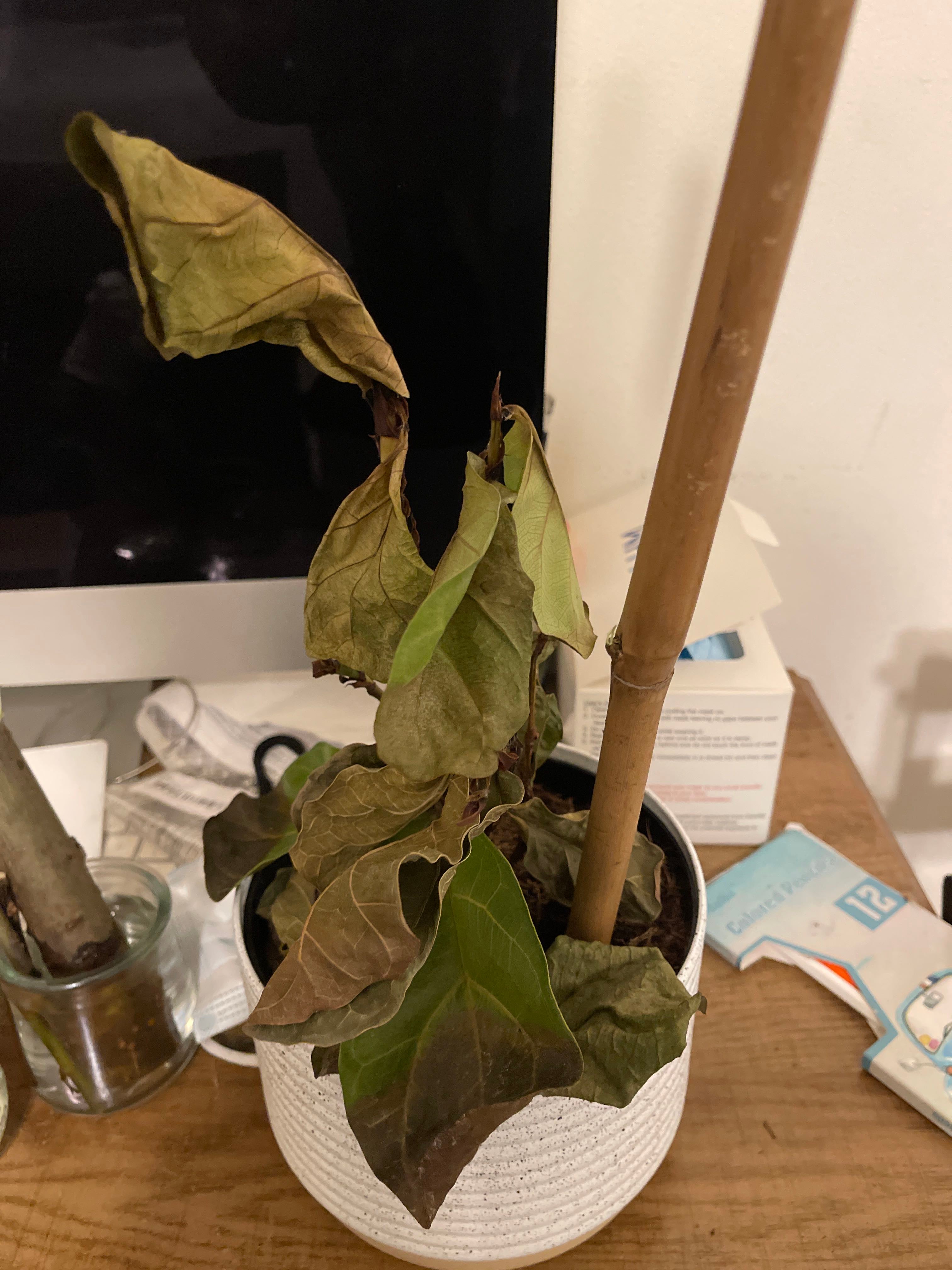 Ficus Joy Care 101: Water, Light & Growing Tips