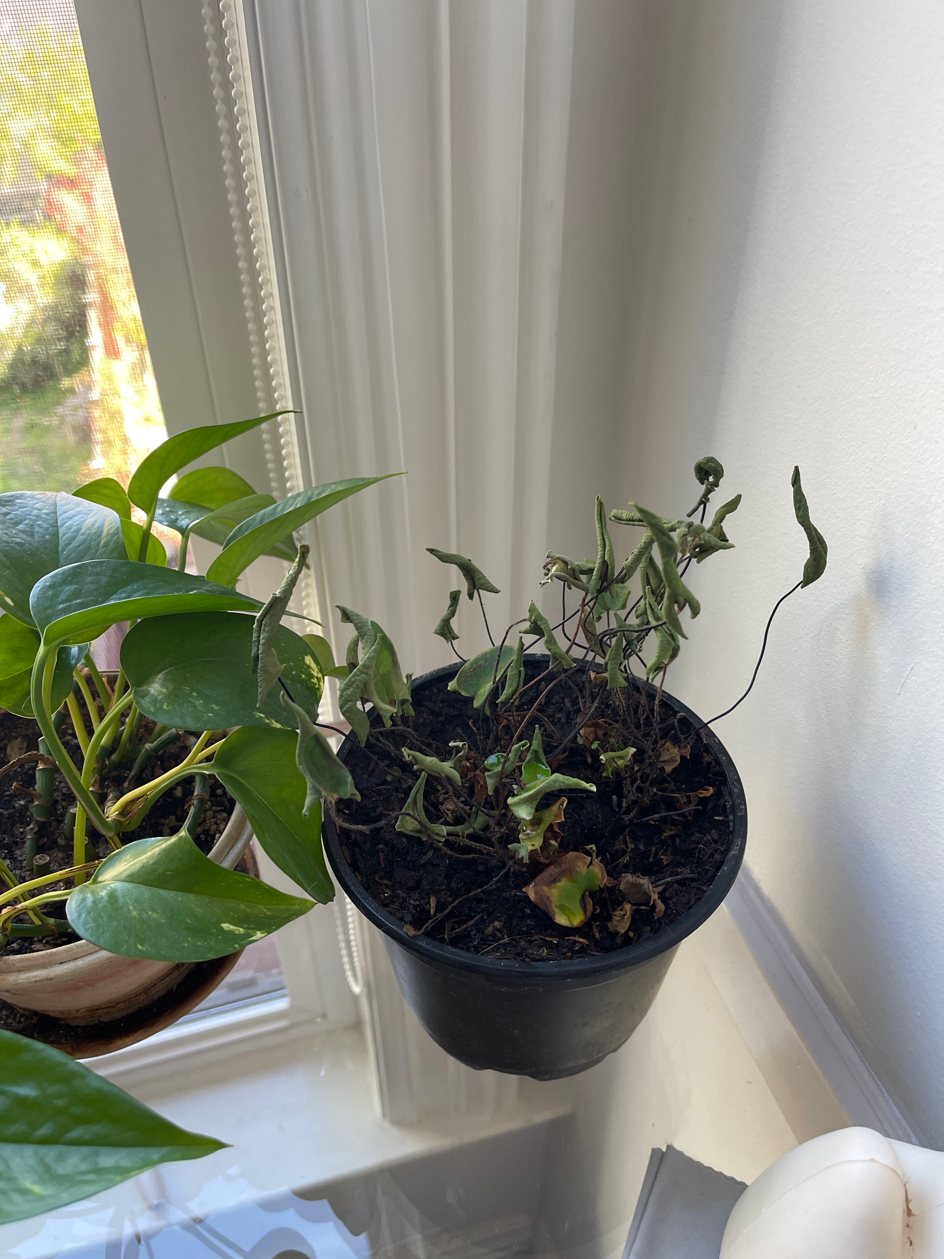 My plant is shriveled up! Is it dead? I don’t know if it ...