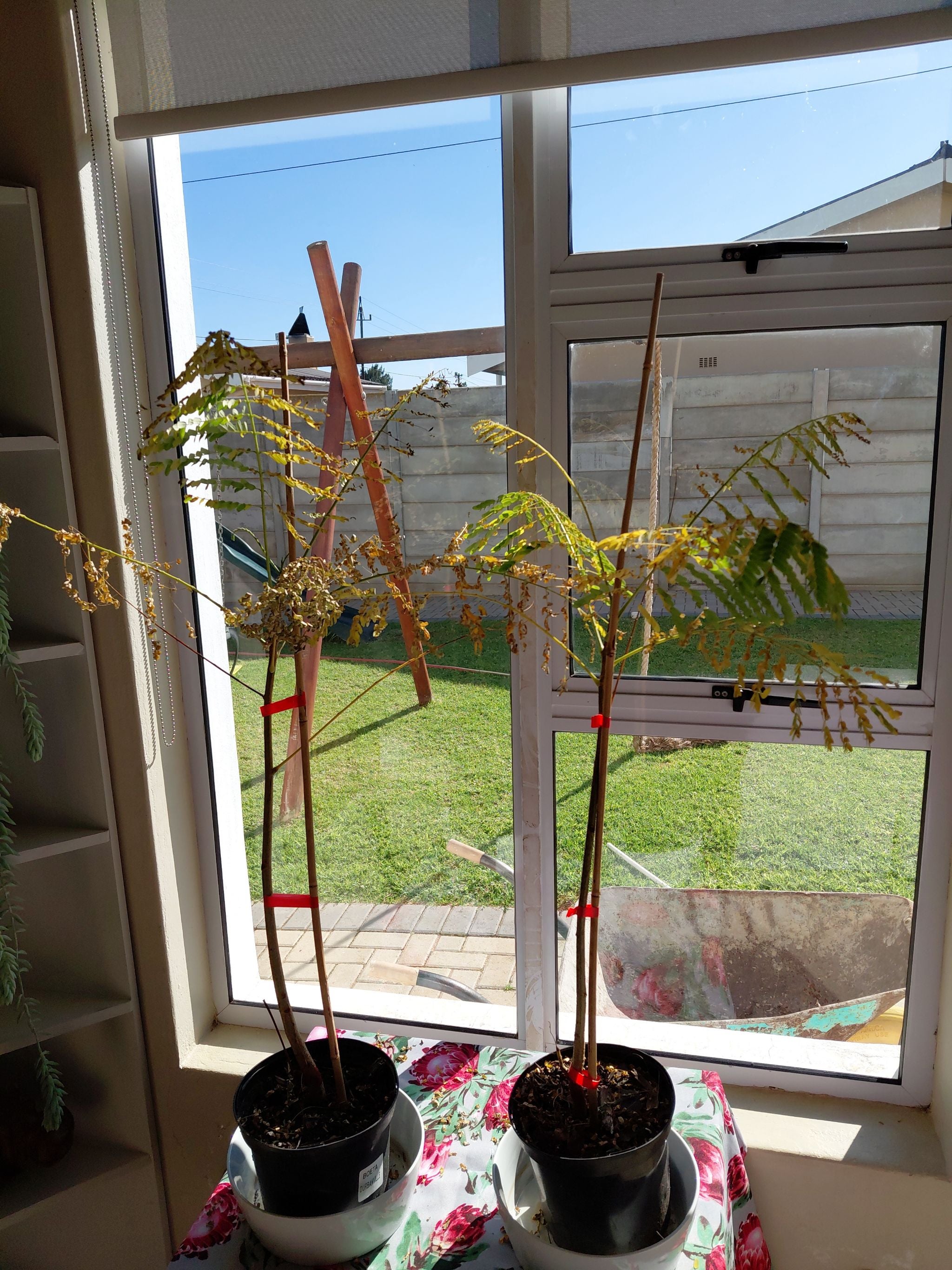 ☀️ Poinciana Tree Hardiness Zones: 10a-12b