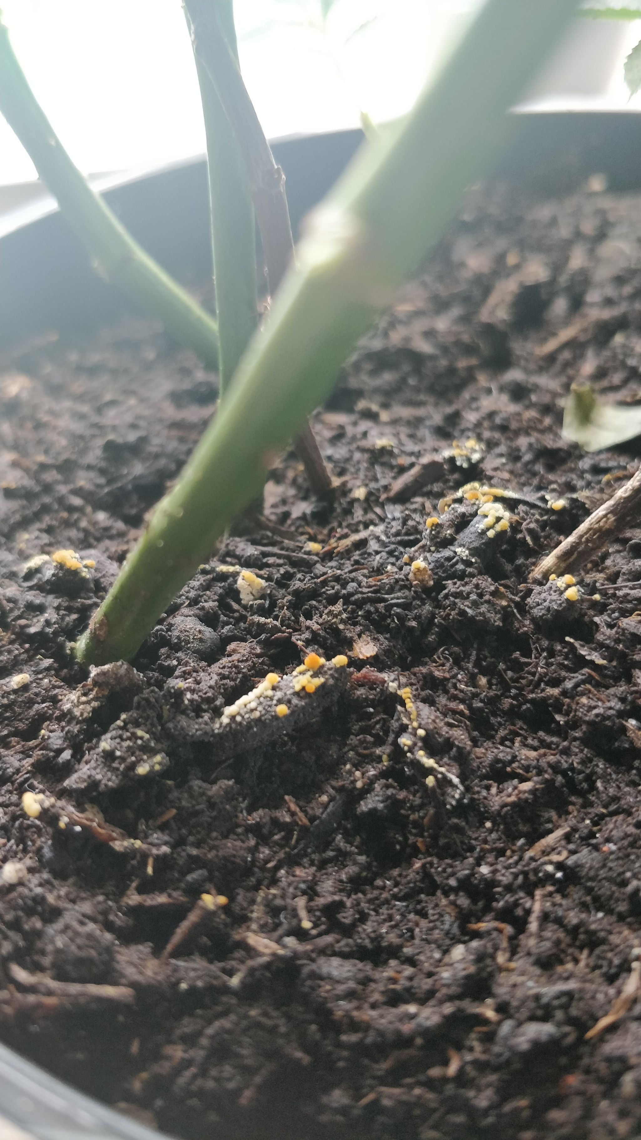 🌹 Propagating David Austin 'Constance': Step-by-Step Guide