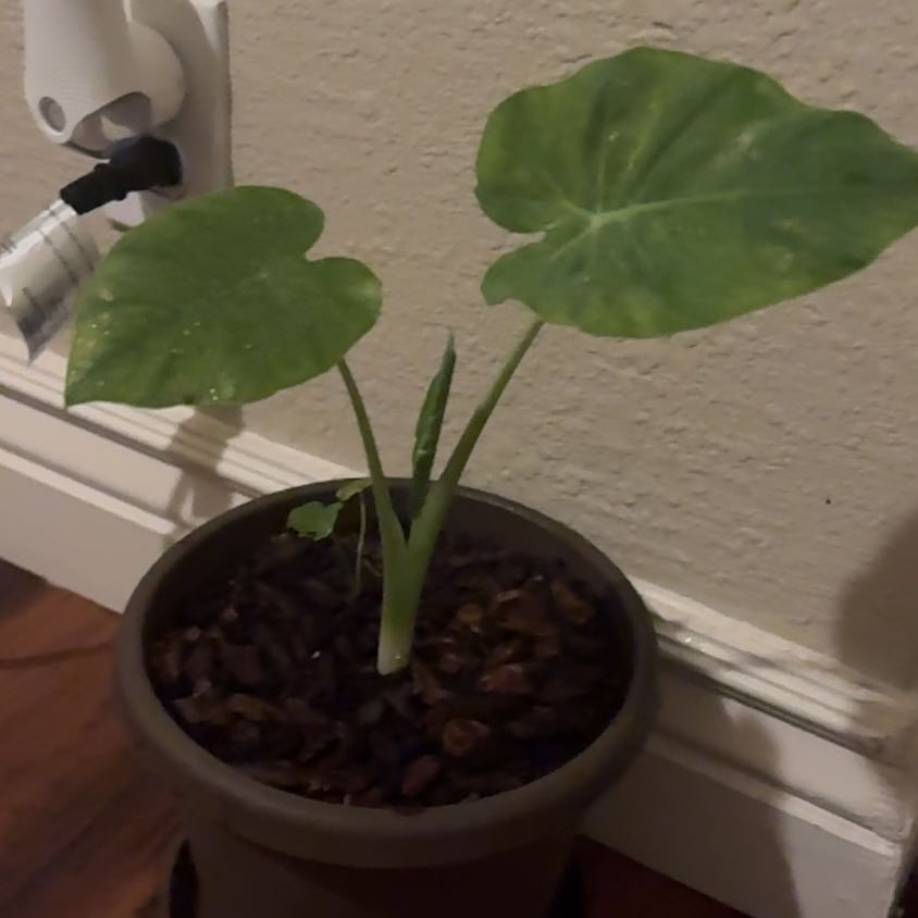 Giant Elephant Ear: How Much Water & Light Does it Need to Thrive?