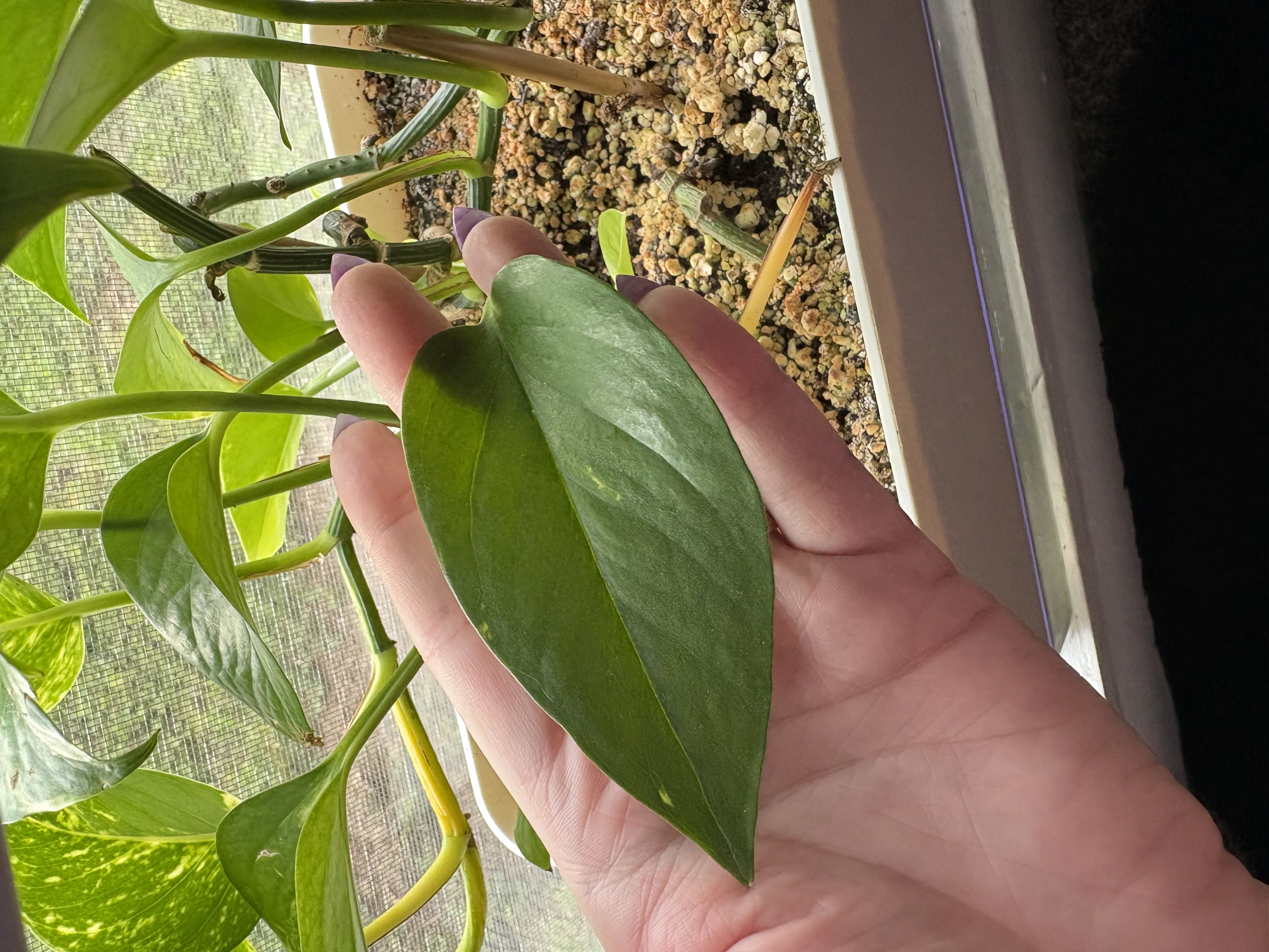 How to Care for Golden Pothos: Mastering Water, Sunlight & More