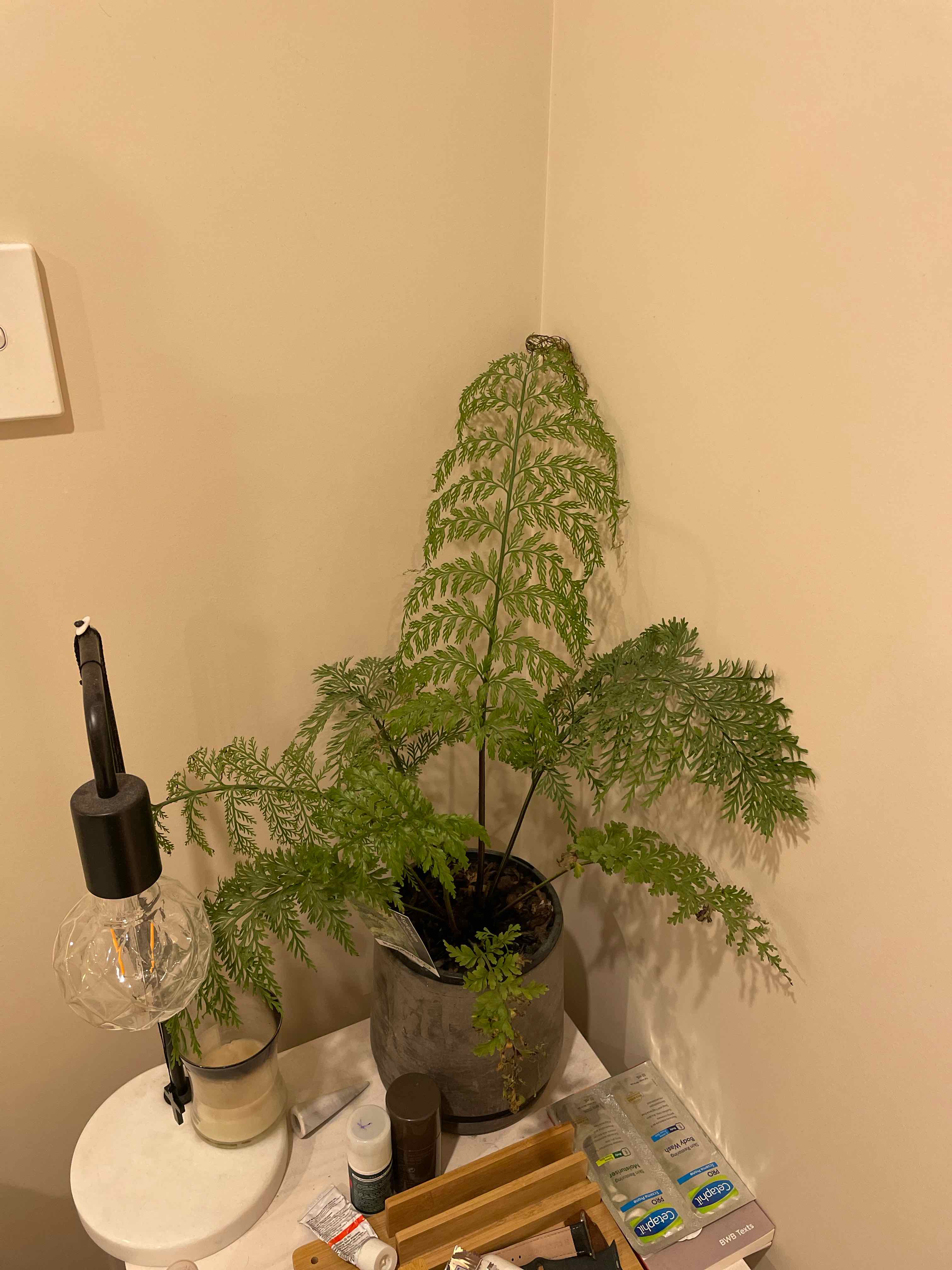 How to Fertilize Your Hen and Chicken Fern