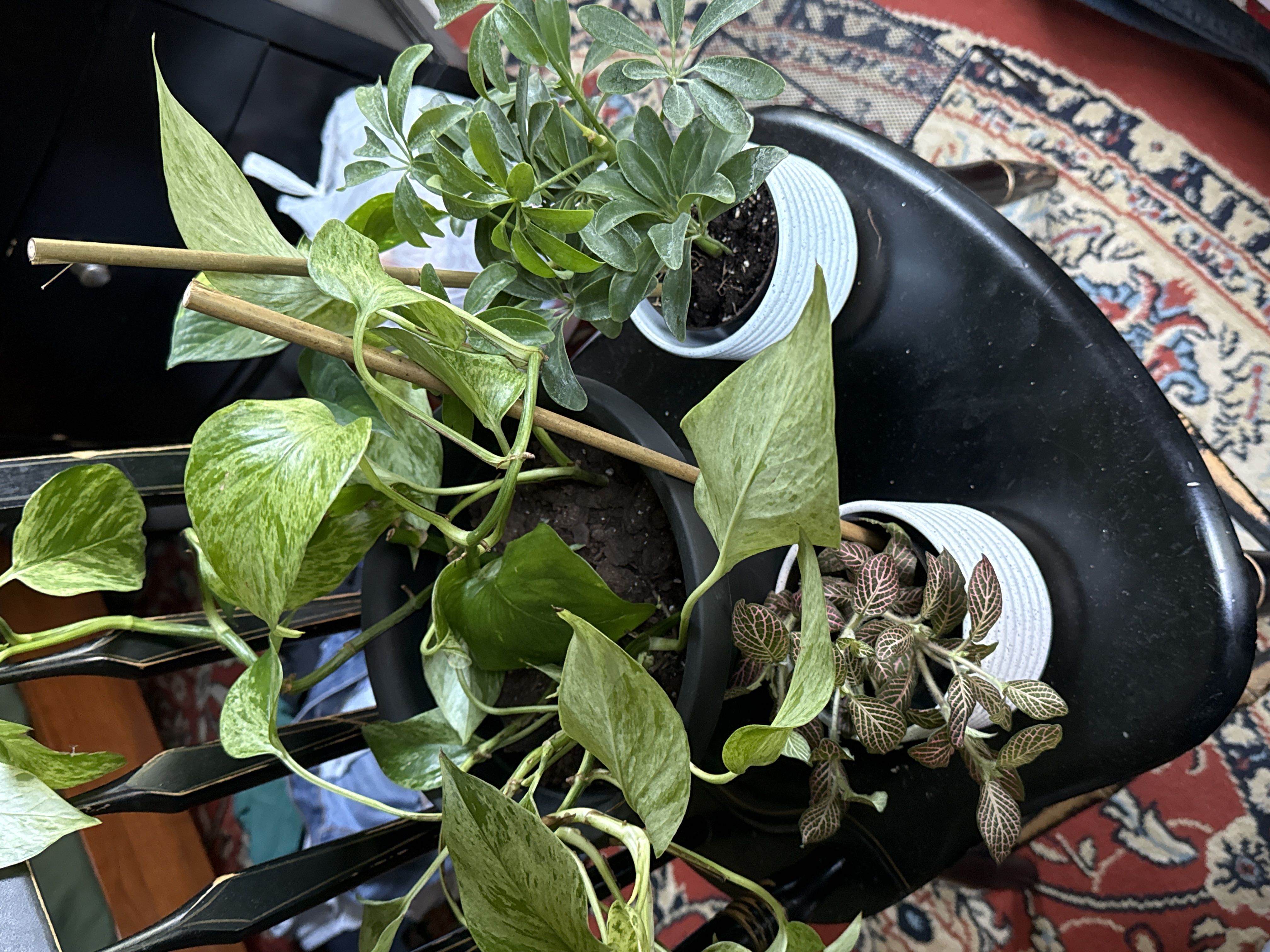 The Complete Exotic Angel Plant Plant Care Guide: Water, Light & Beyond