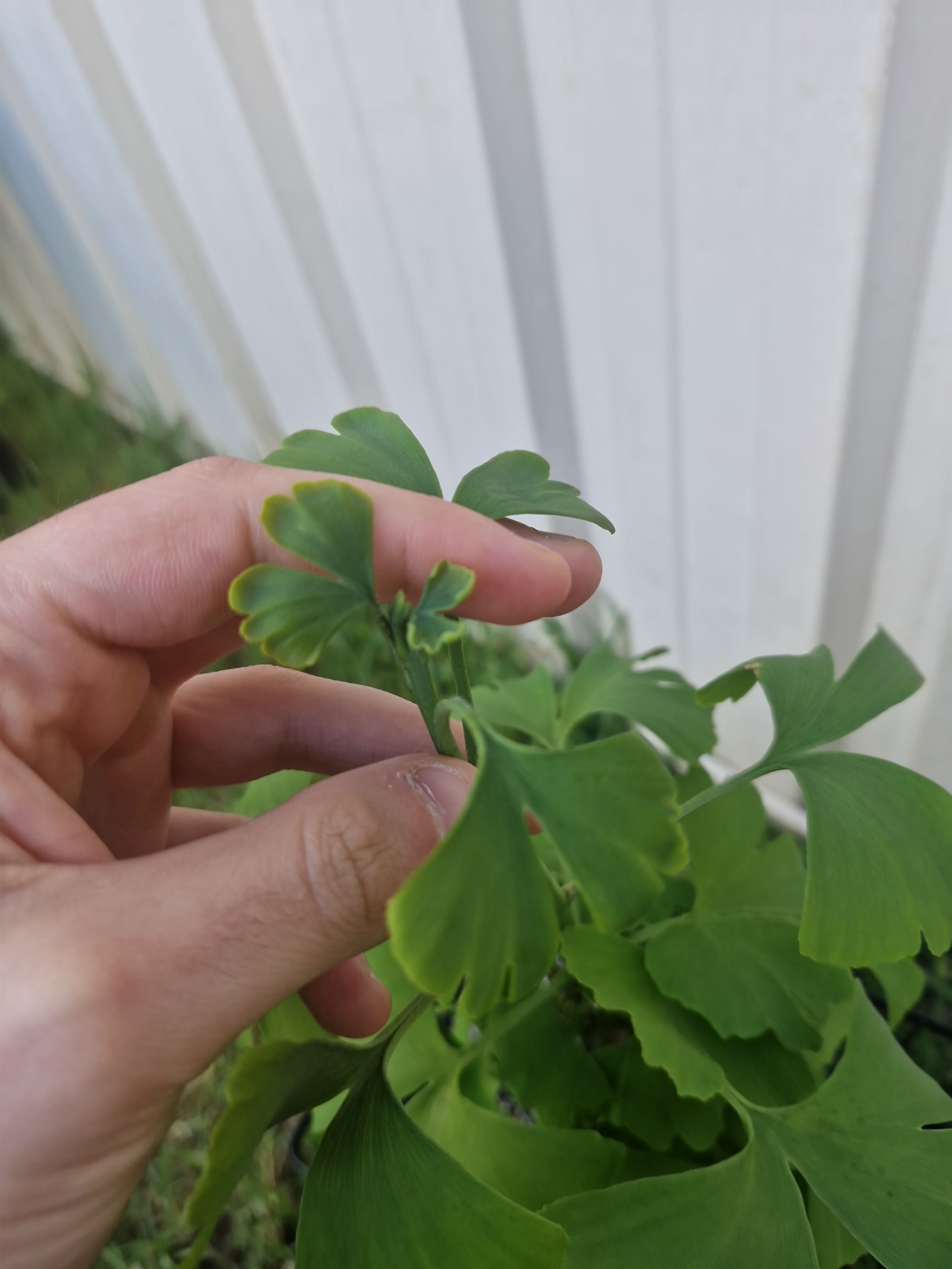 🌳 Ginkgo Tree Growth: Height vs. Width