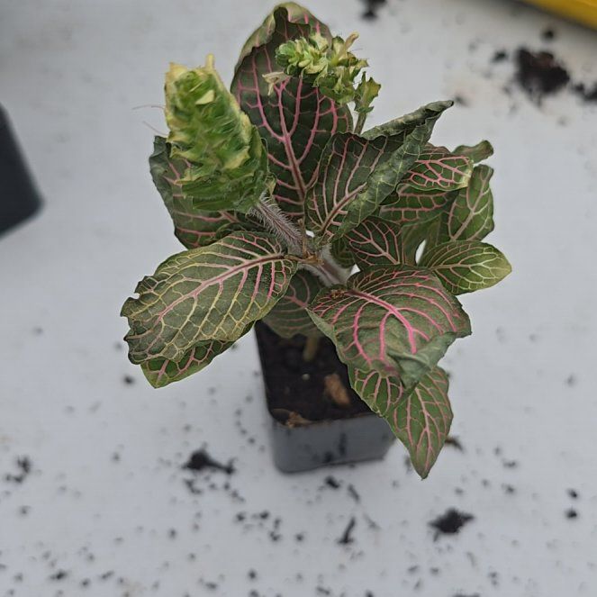 Miniature Nerve Plant Plant Care: Water, Light, Nutrients | Greg App 🌱