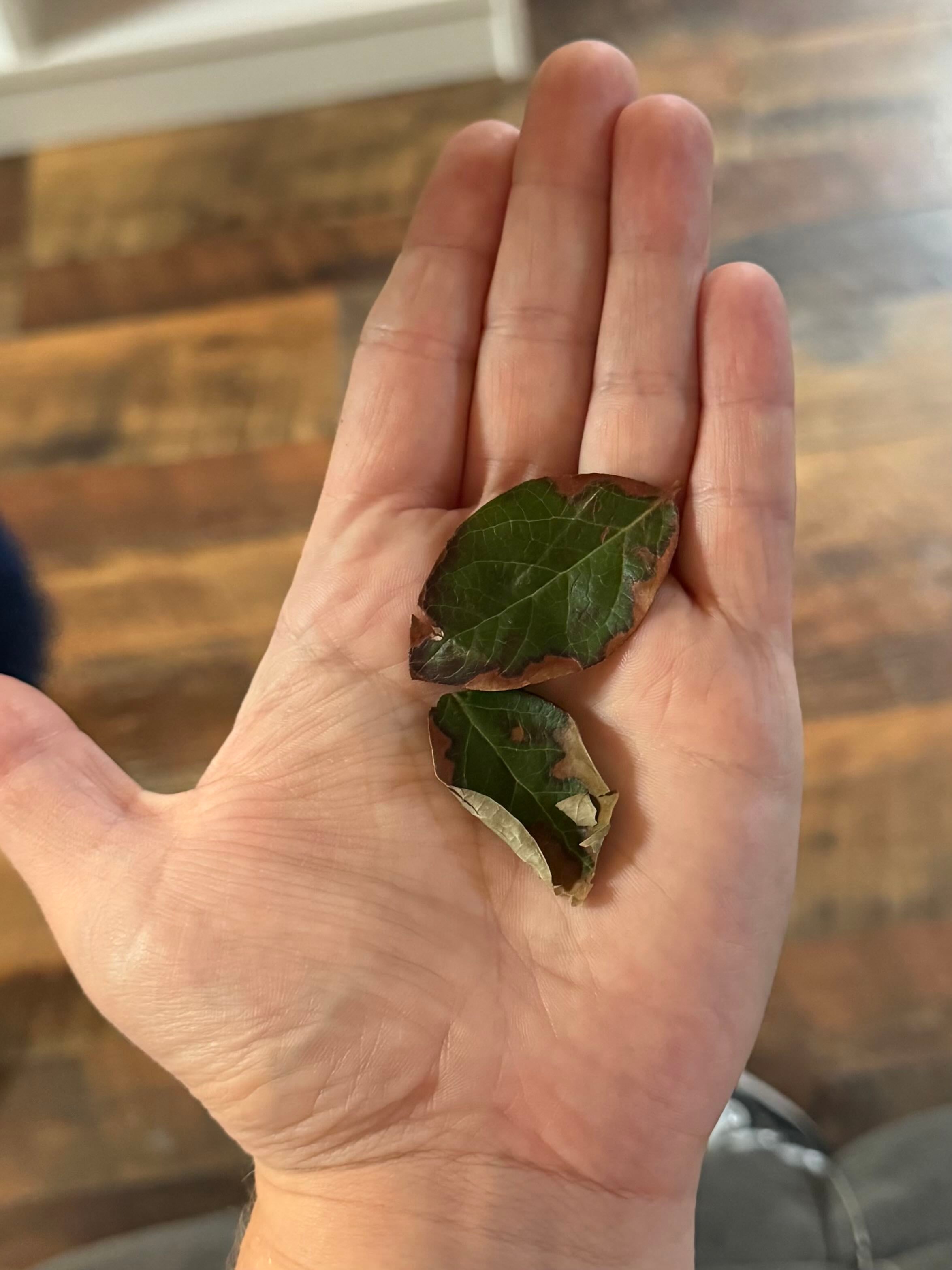 Understanding Thunderbird Evergreen Huckleberry: The Basics 🍇