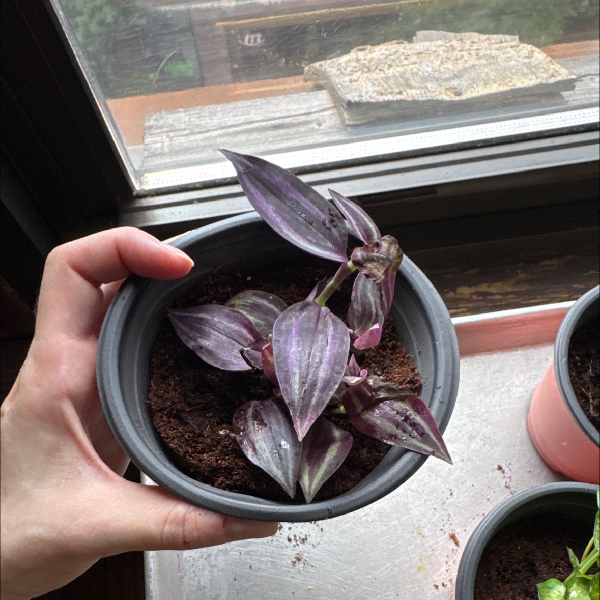 Wandering red Jew Plant Care: Water, Light, Nutrients | Greg App 🌱