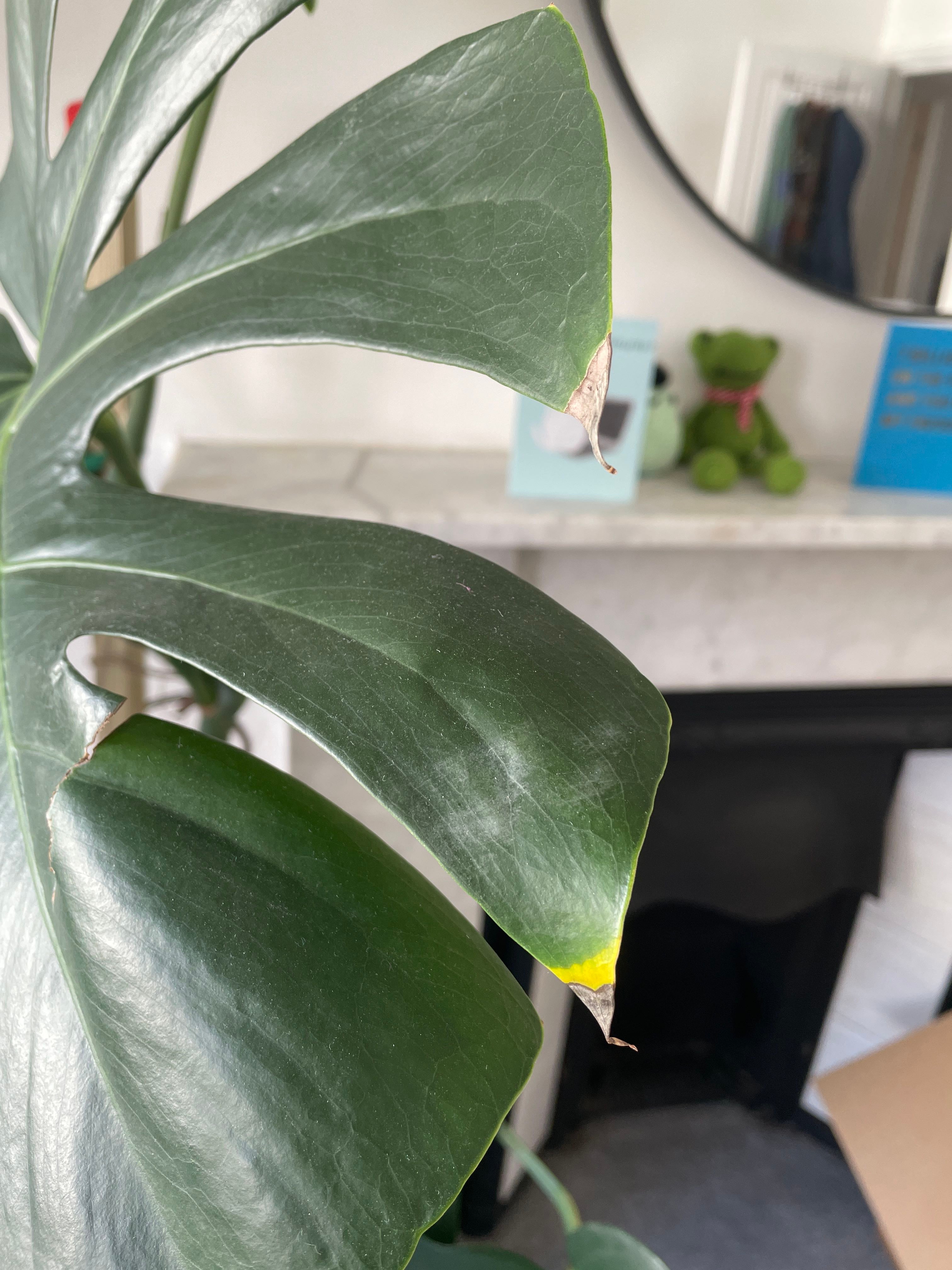 7 Tips for Selecting the Best Pot for Monstera