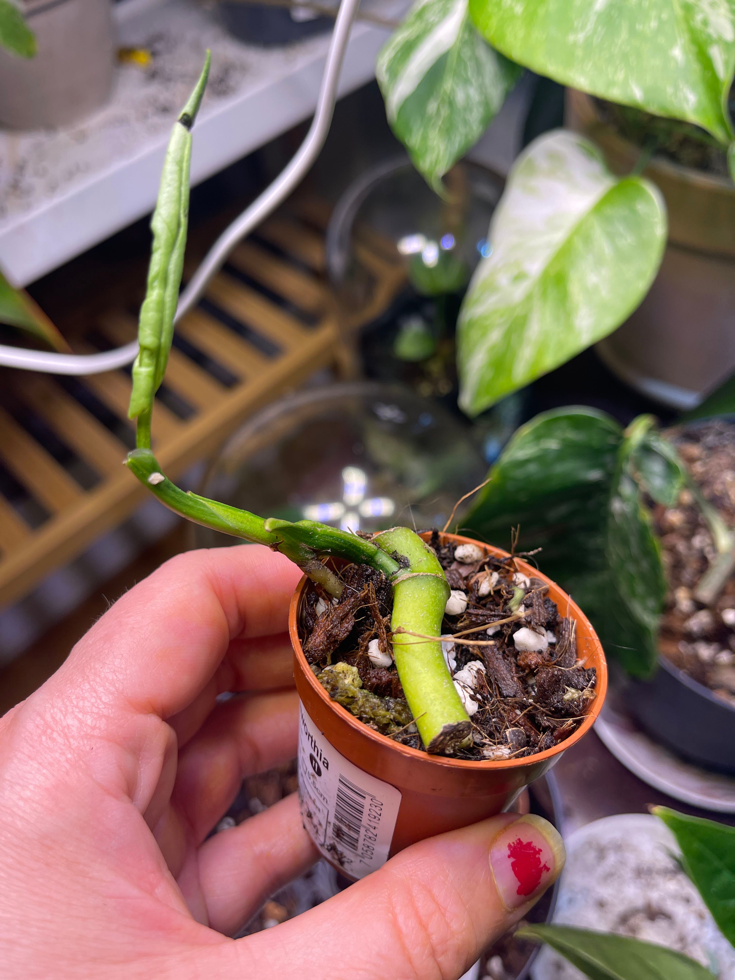 variegated monkey mask Care 101: Water, Light & Growing Tips