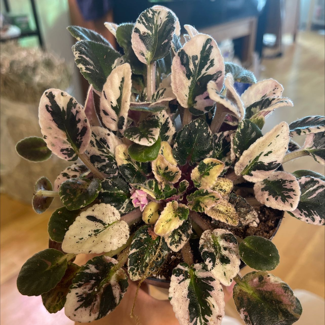 Personalized Trailing African Violet Care: Water, Light, Nutrients ...