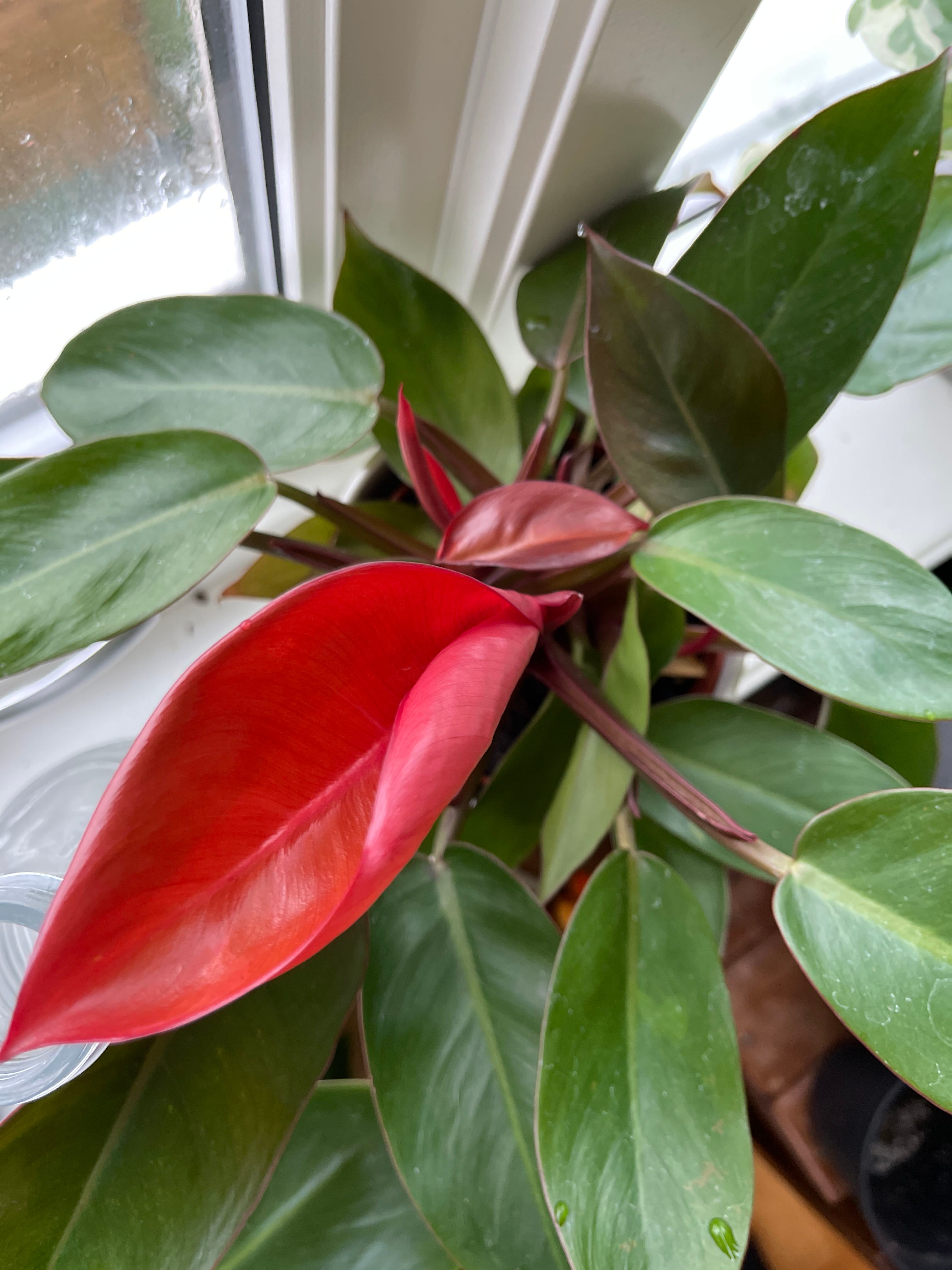 Black Spots on My Philodendron 'Golden Princess' Leaves