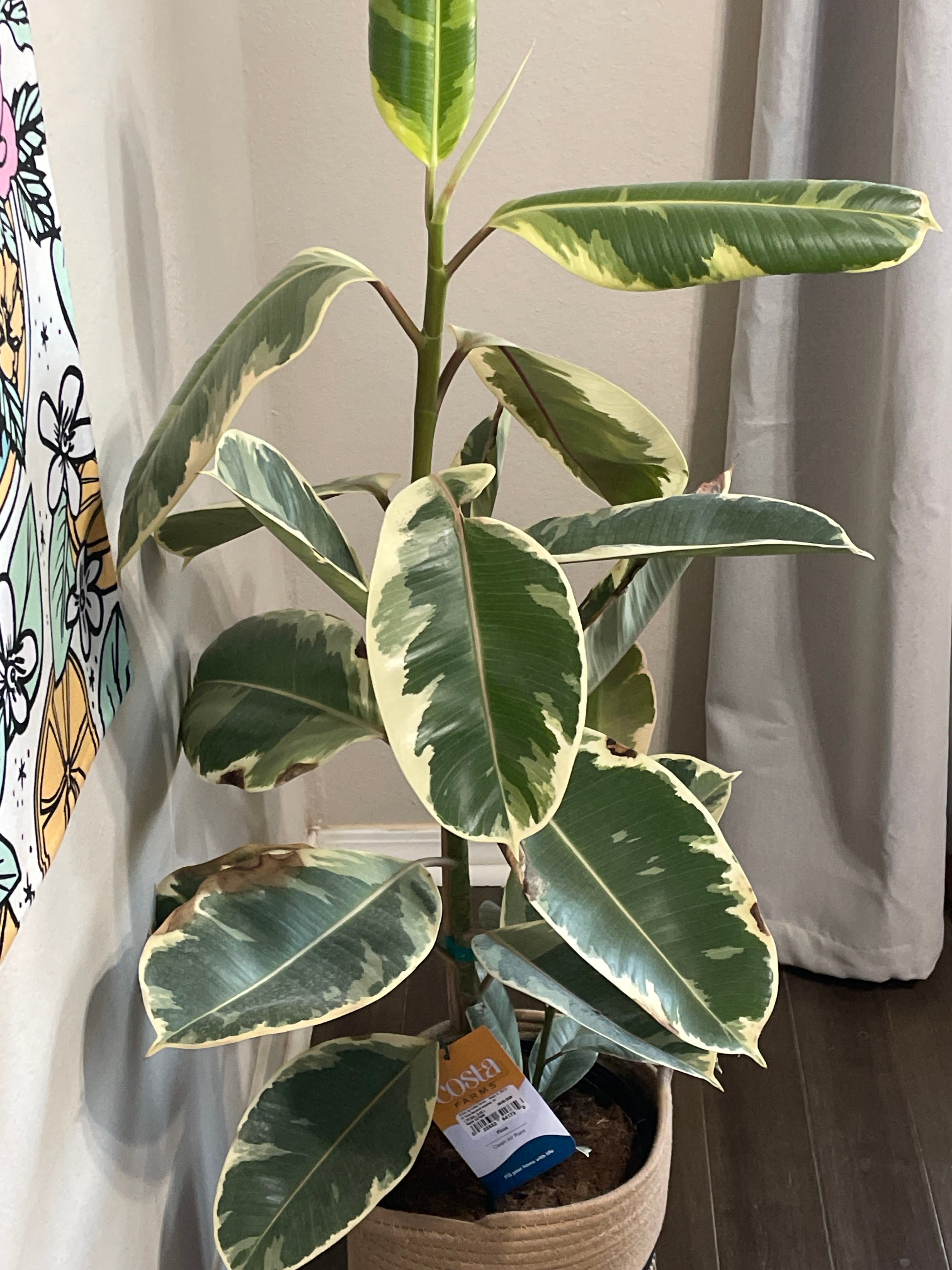 🌳 How Fast A Variegated Rubber Tree Grows