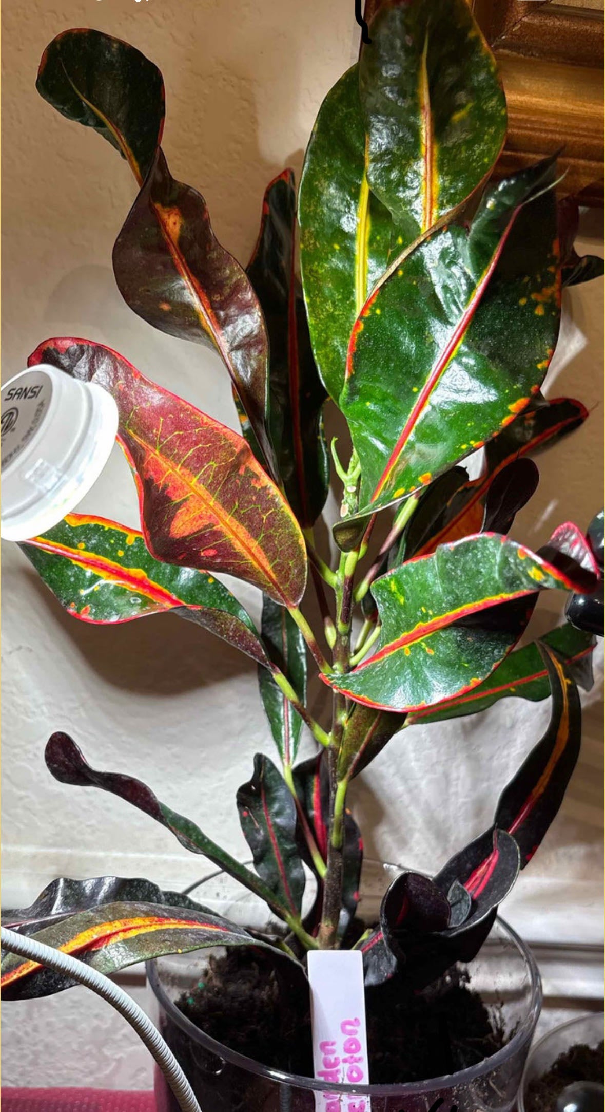 Best Soil for Croton Mammy