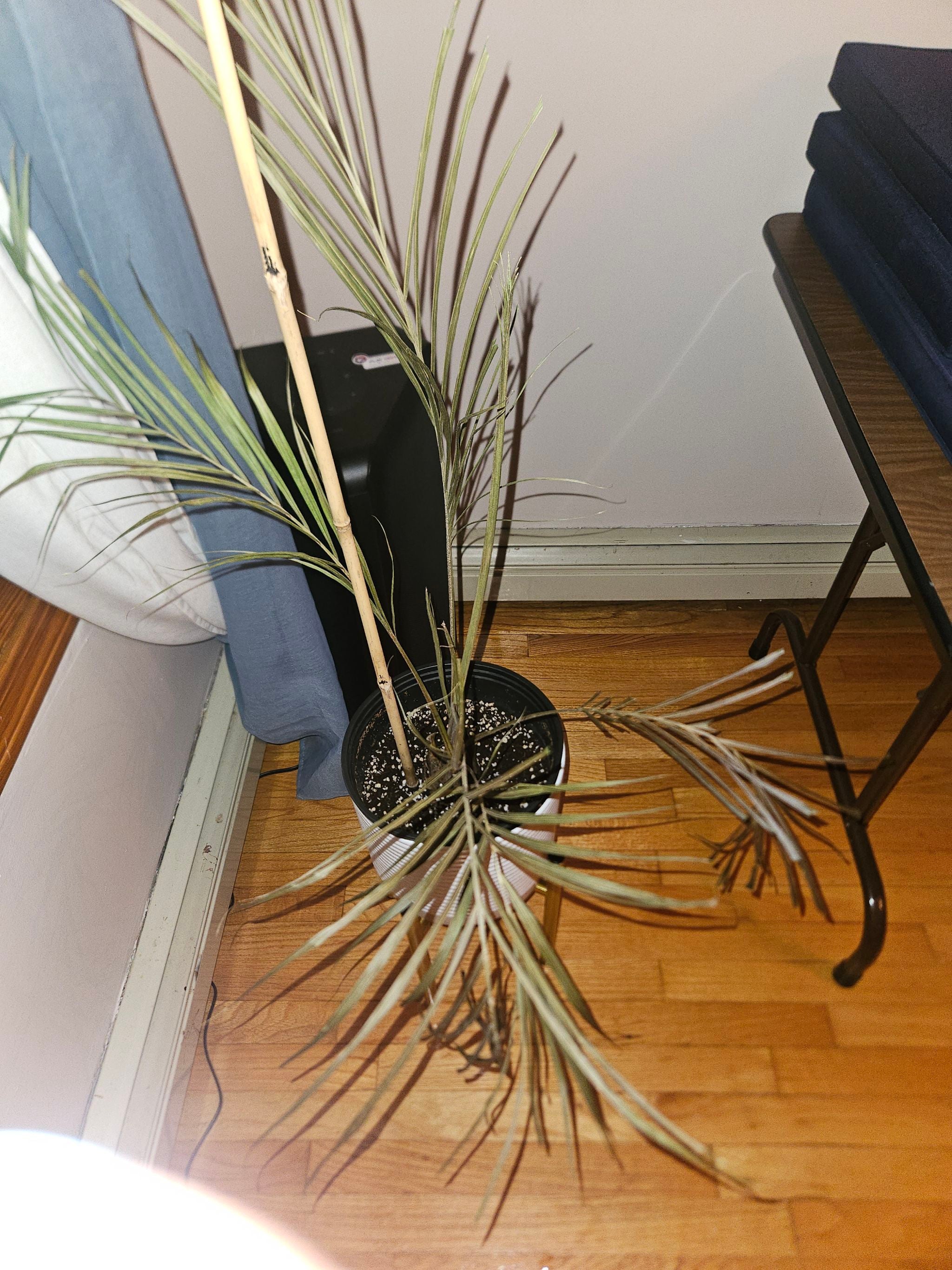 My plant has completely died idk what to do?