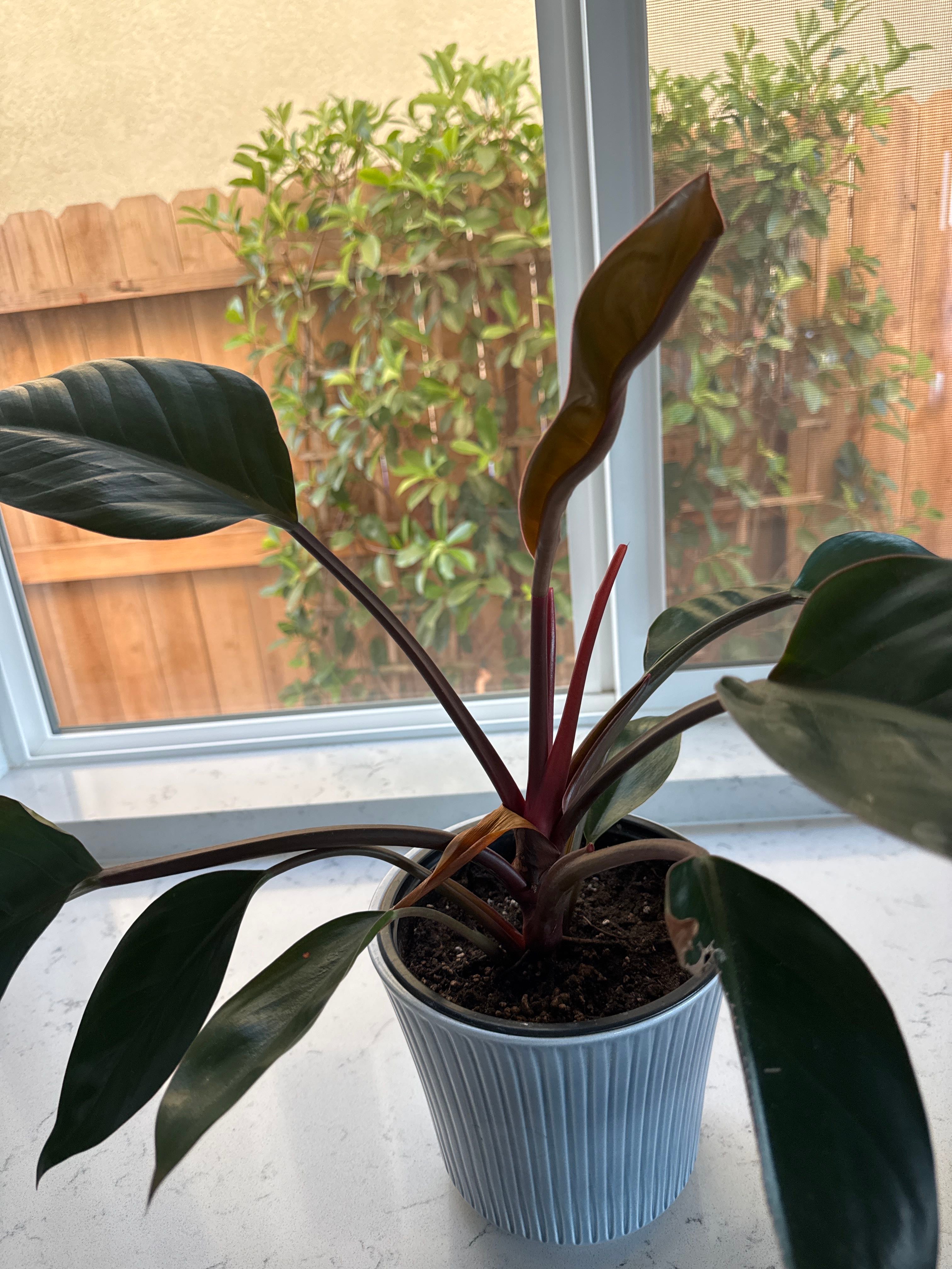 Keep Your Rudolph Philodendron Alive: Light, Water & Care Instructions