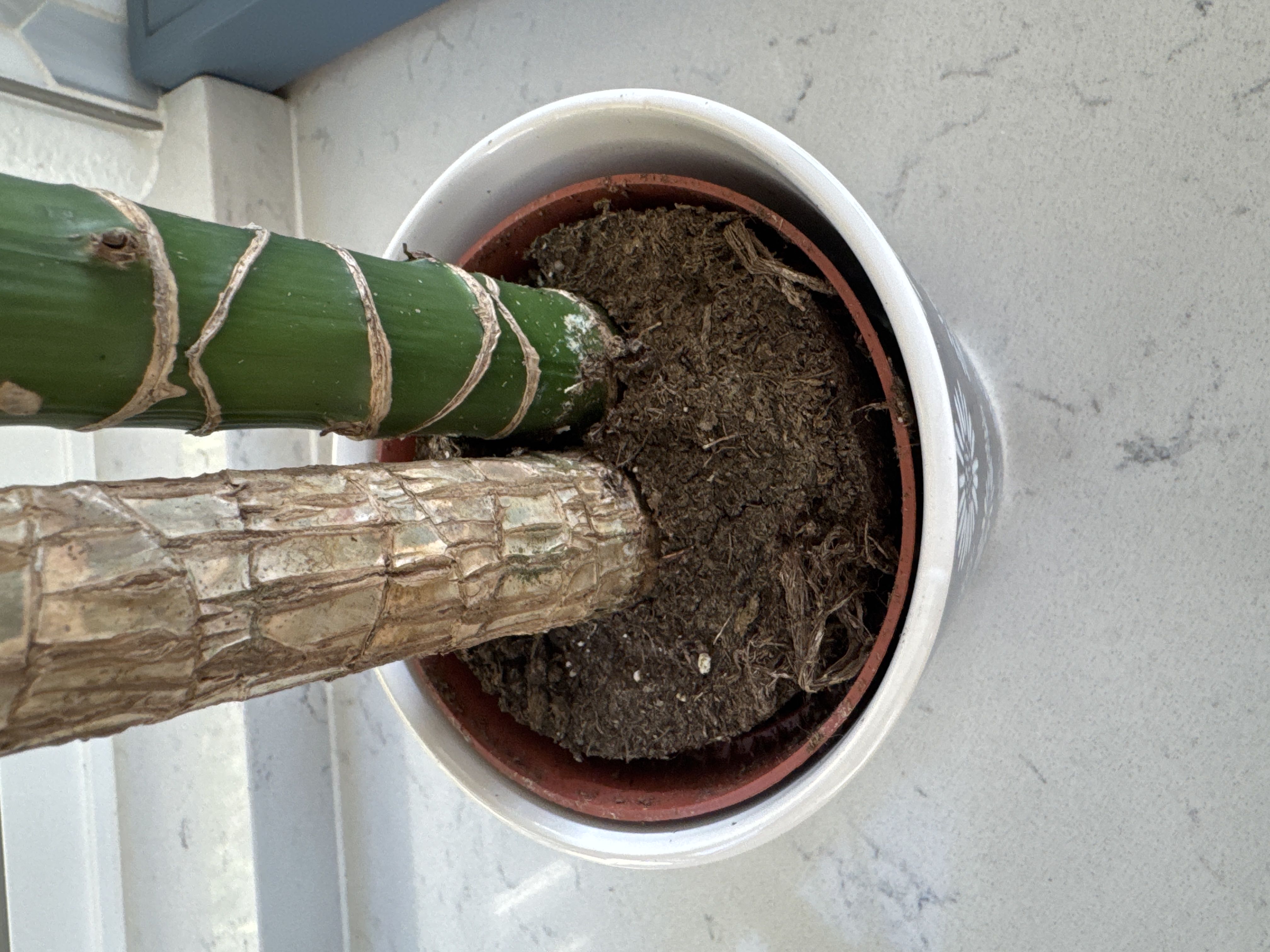 Propagating 🐉 Dragon Tree: Step-by-step Guide