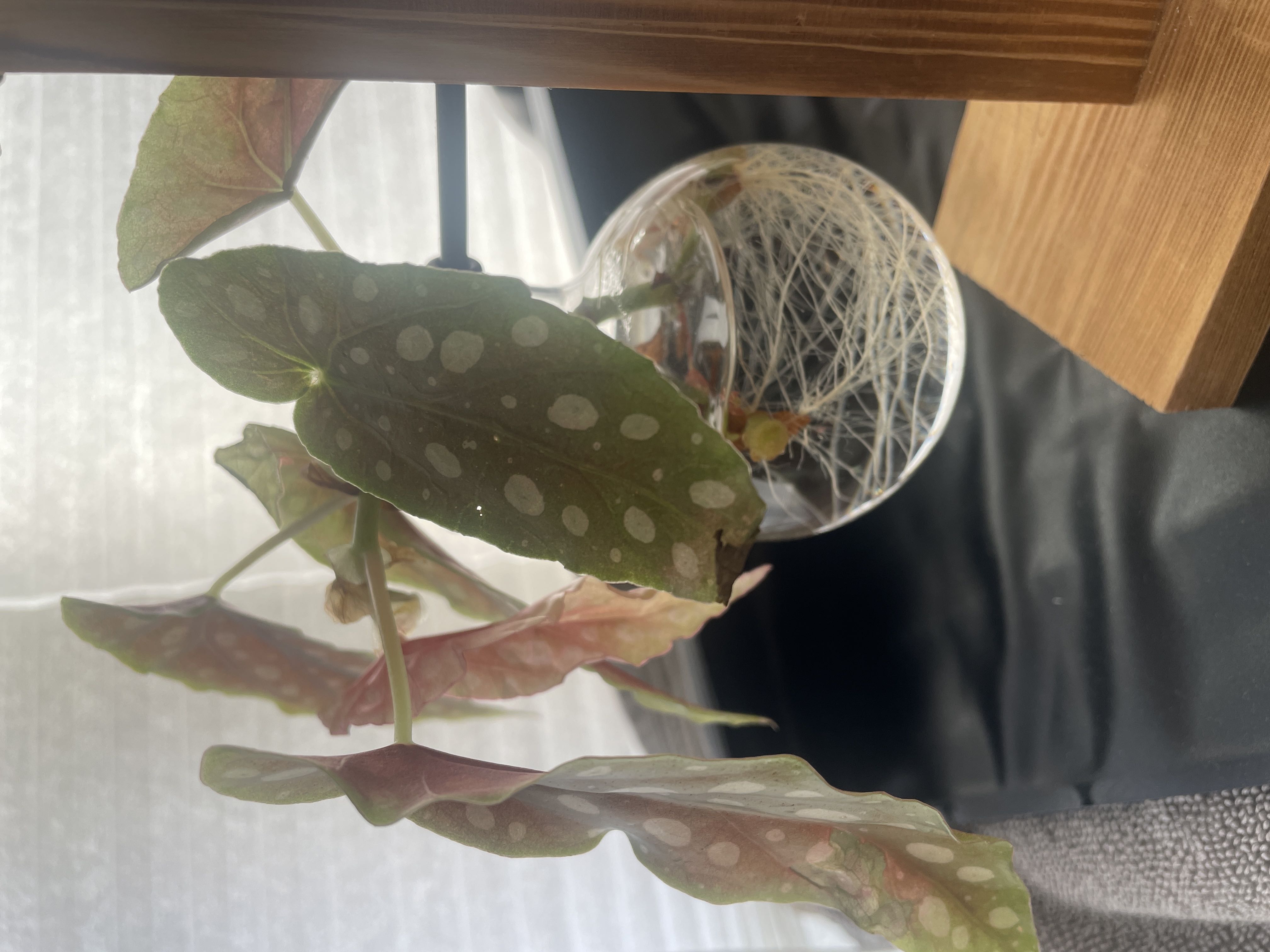 The Complete Immense Begonia Plant Care Guide: Water, Light & Beyond