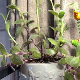 Pale Puma Plant Care: Water, Light, Nutrients | Greg App 🌱