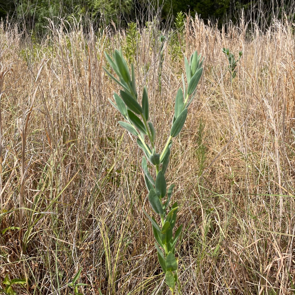 How to Care for Snow on the Prairie: Mastering Water, Sunlight & More
