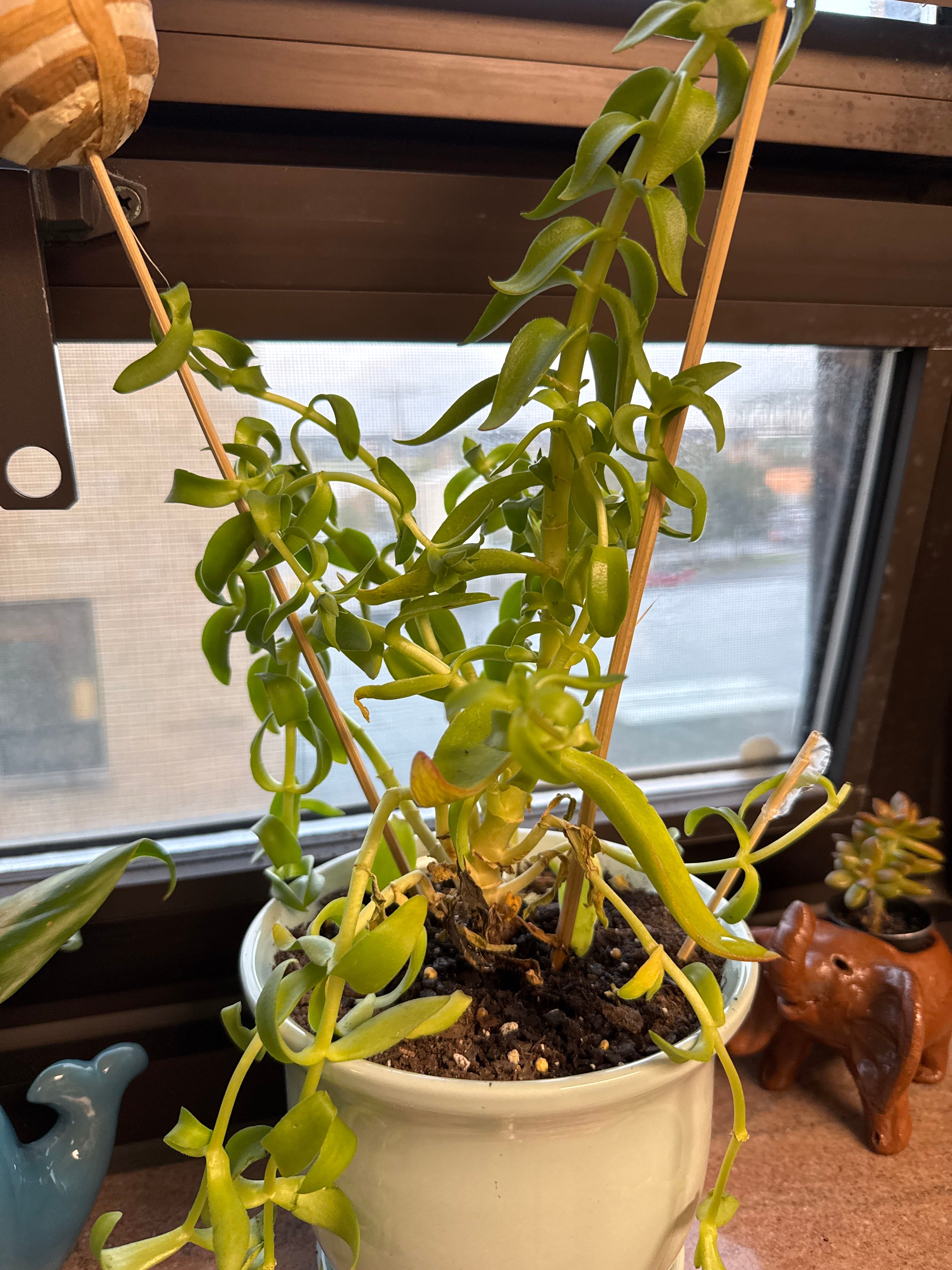 The Complete ET's Fingers Jade Plant Care Guide: Water, Light & Beyond