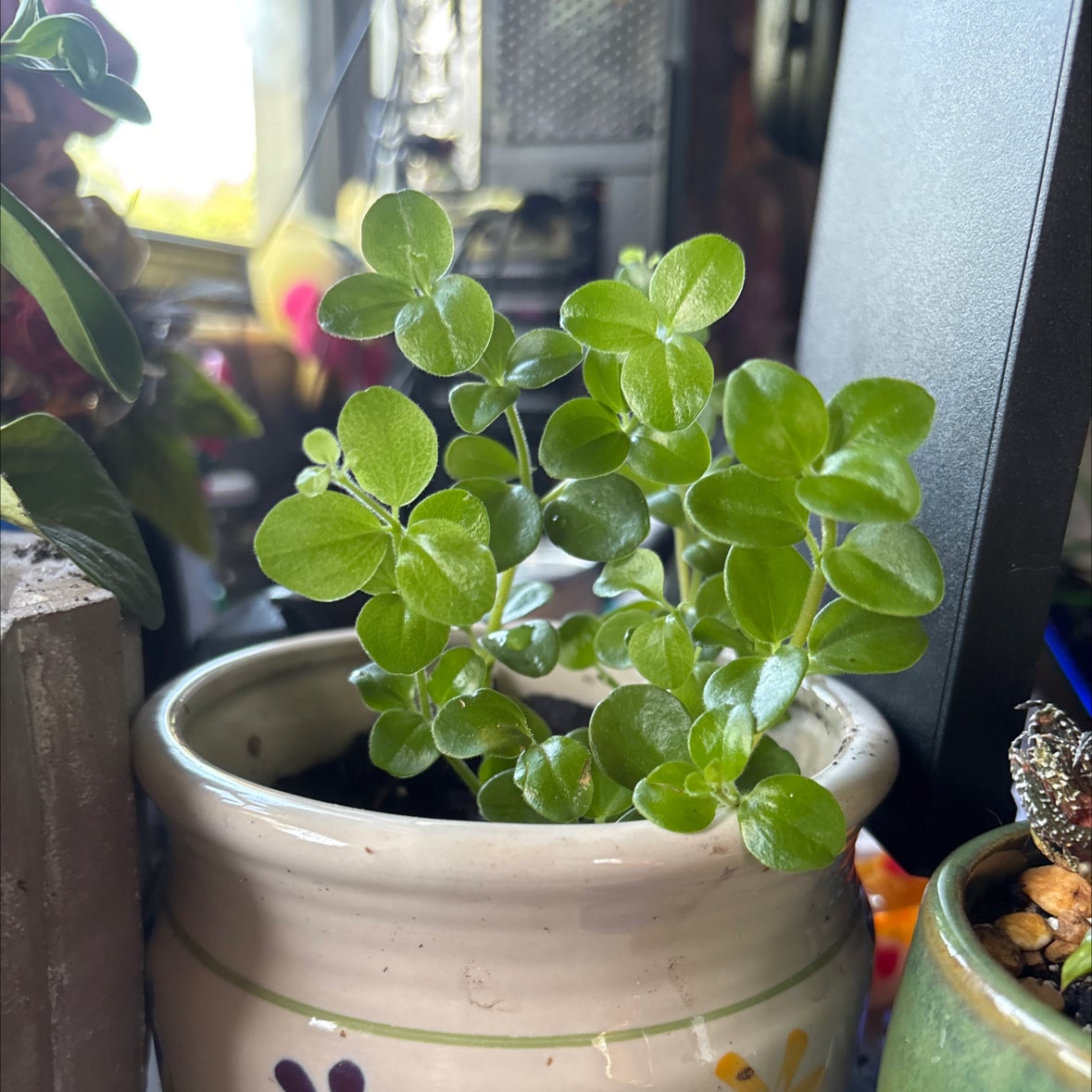 Peperomia Jitterbug Plant Care: Water, Light, Nutrients | Greg App 🌱