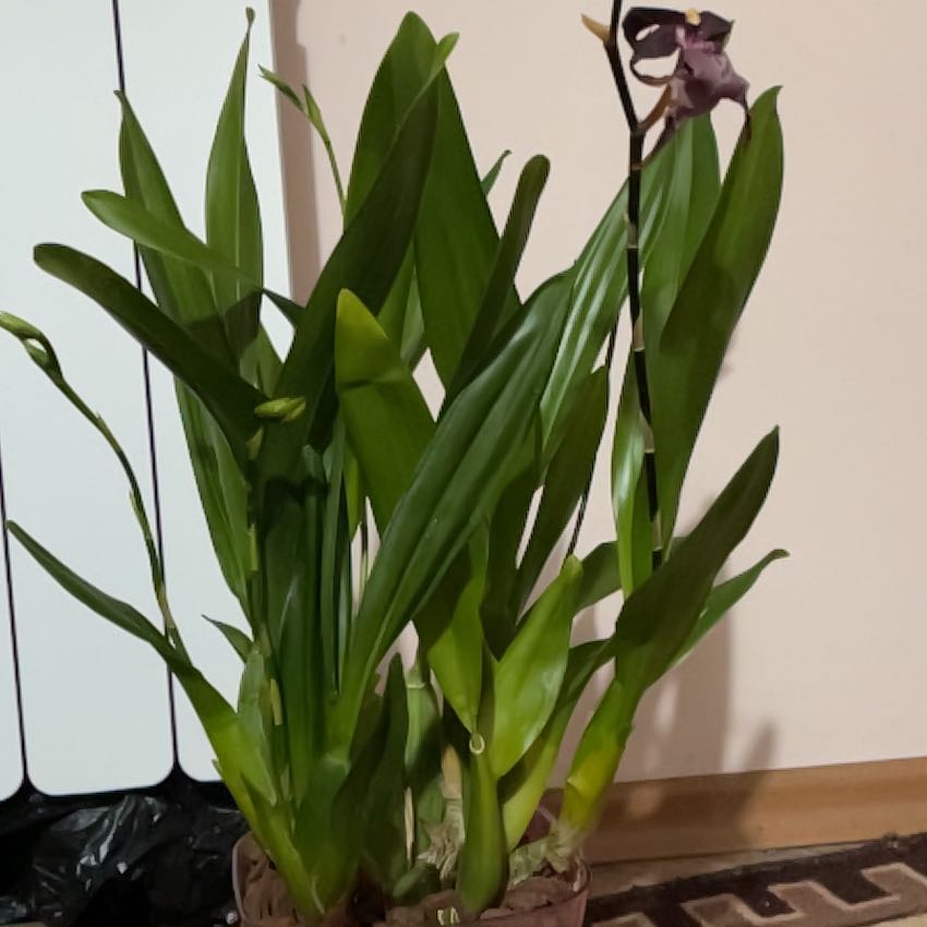 Brassidium Orchid Care 101: Water, Light & Growing Tips