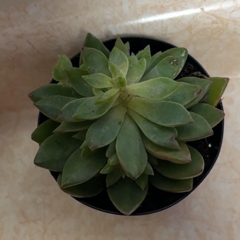 How to Care for Tacisedum 'Spring Glow': Mastering Water, Sunlight & More