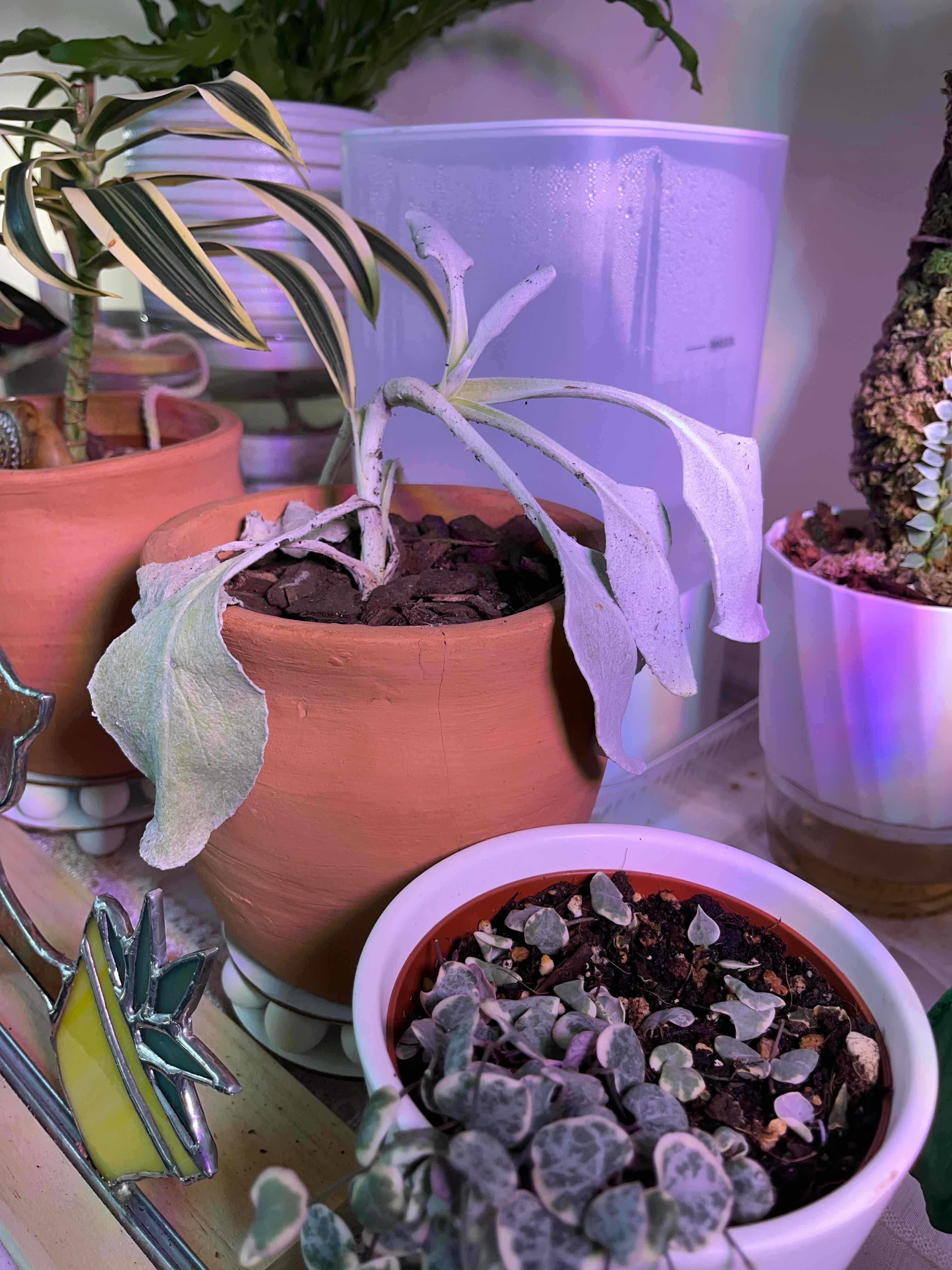 Why Are My Angel Wings Senecio Leaves Curling?