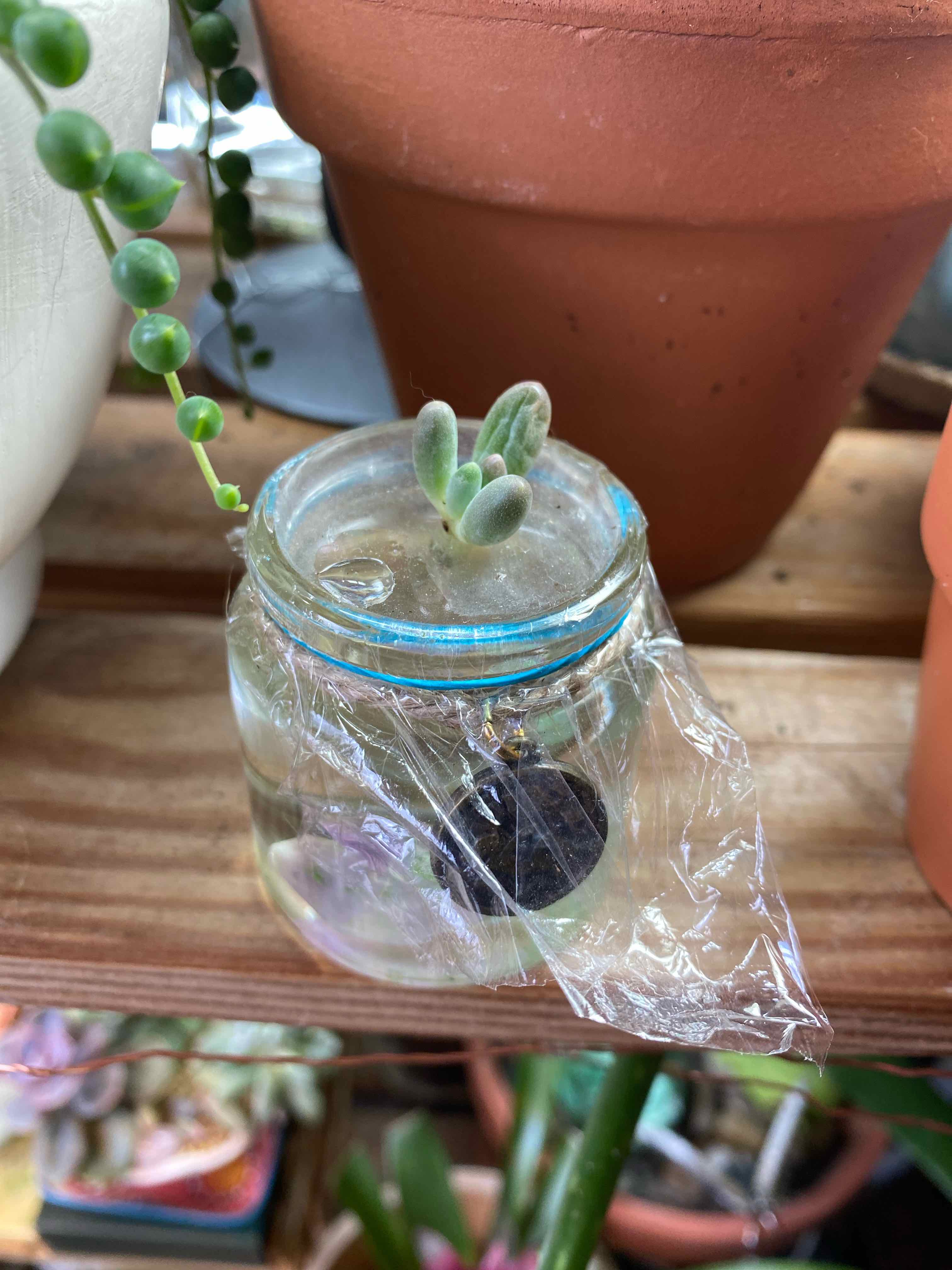 Pachyphytum Baby Finger Fertilizer: How and When to Use It