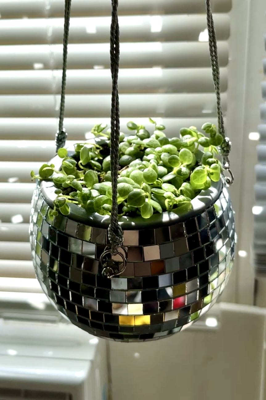 The Complete String of Turtles Plant Care Guide: Water, Light & Beyond