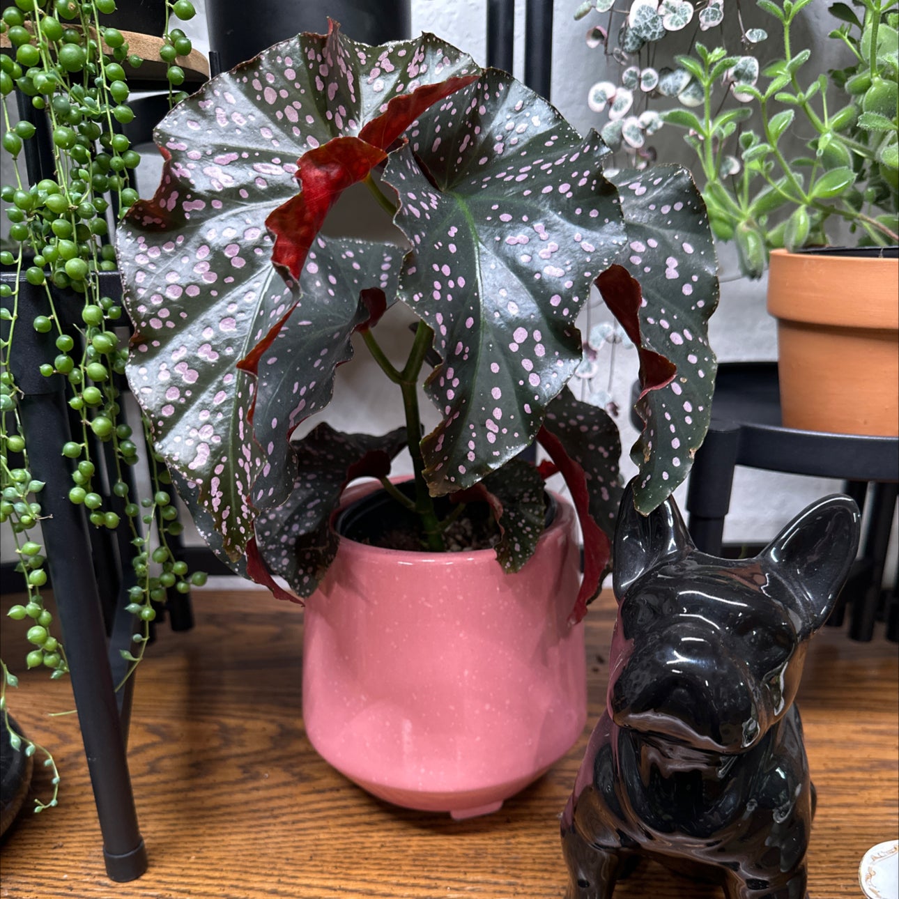 Begonia Elsa Plant Care: Water, Light, Nutrients | Greg App 🌱