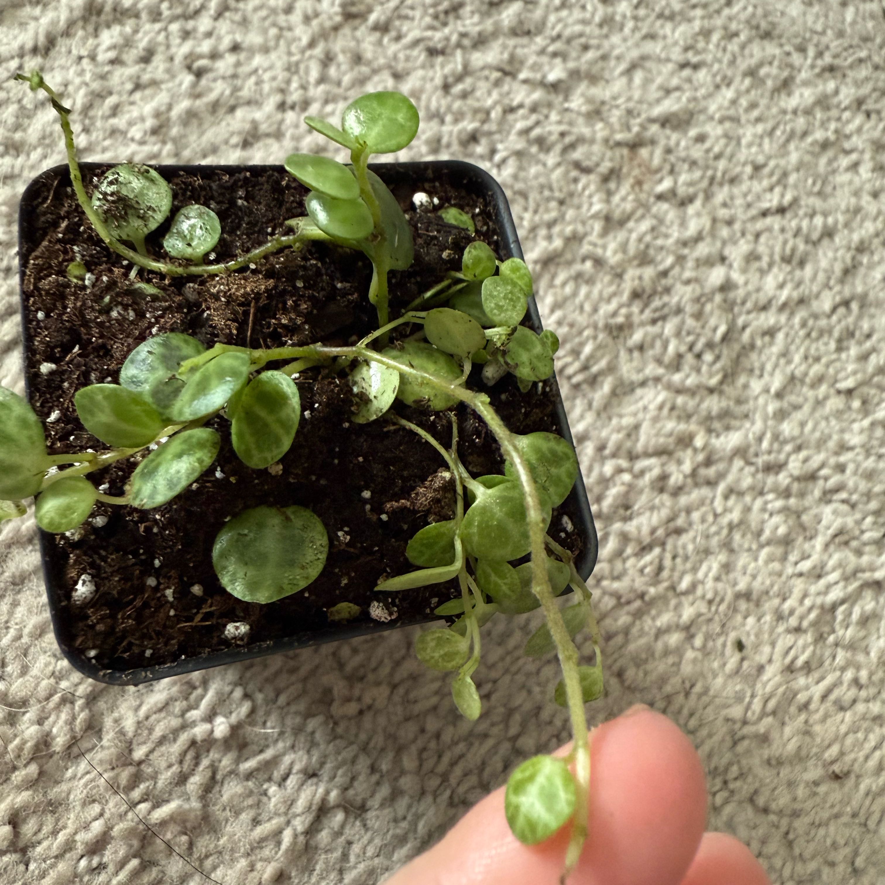 The Complete Variegated String of Turtles Plant Care Guide: Water ...