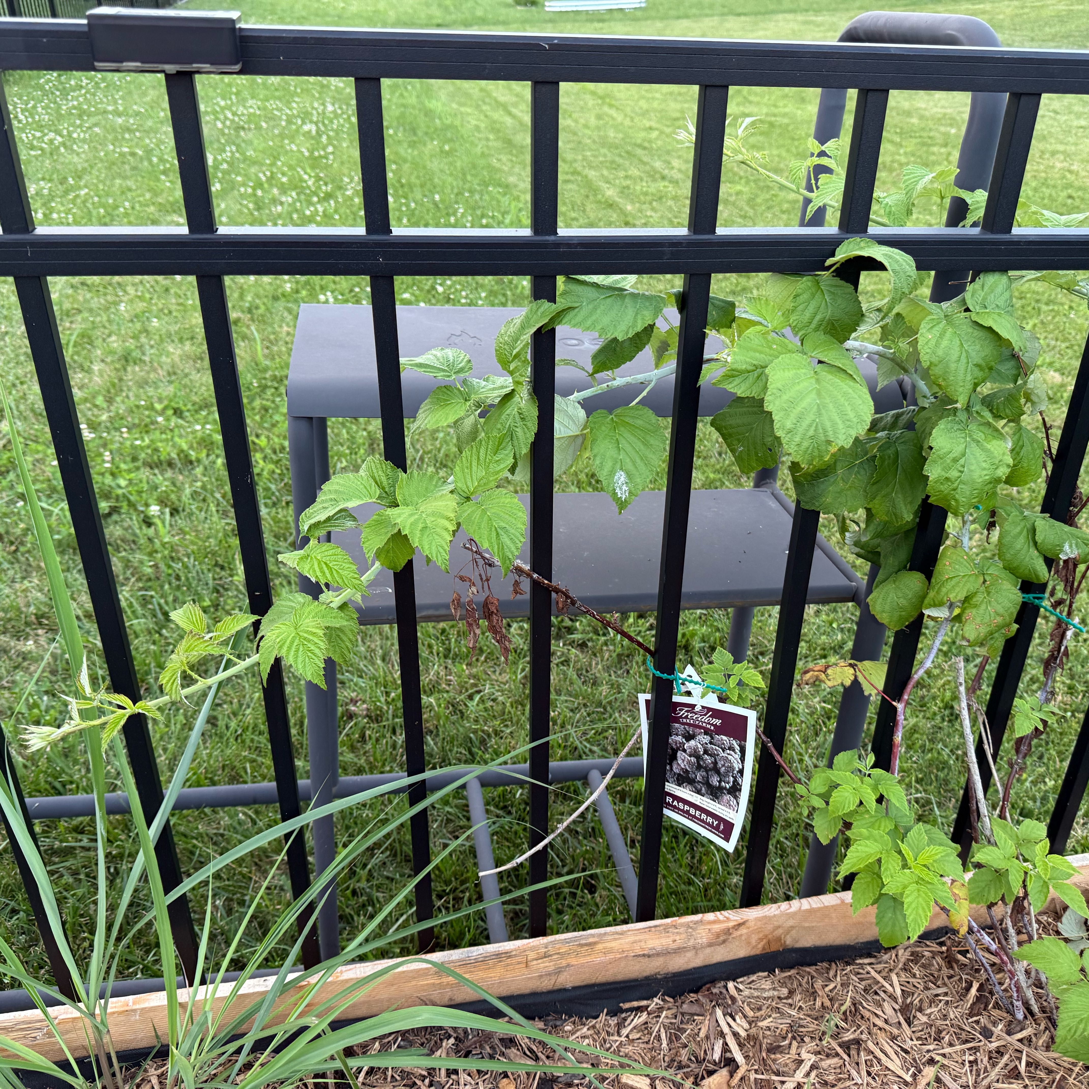 Jewel Black Raspberry: How Much Water & Light Does it Need to Thrive?