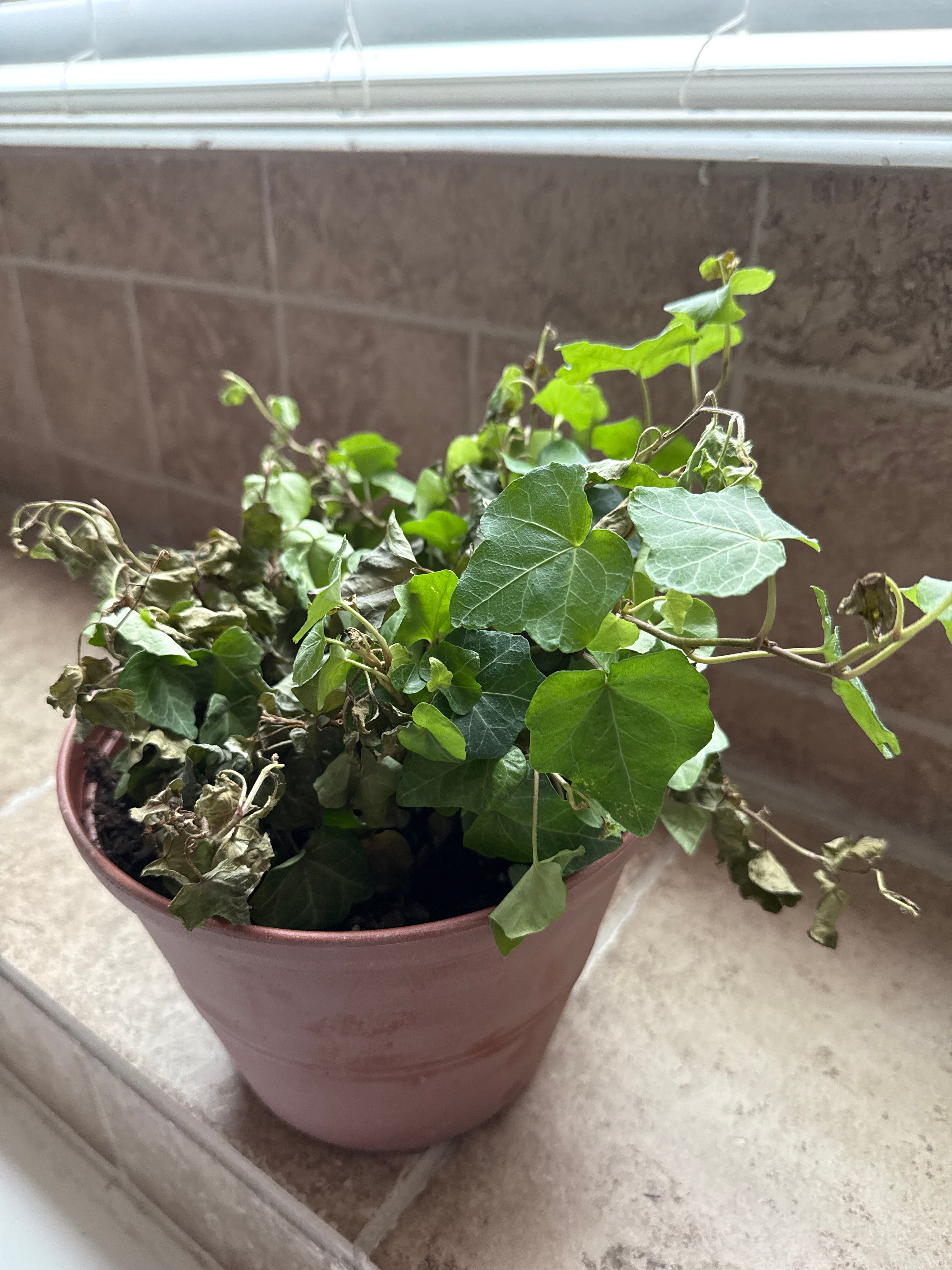 10 Benefits Of Having A English Ivy