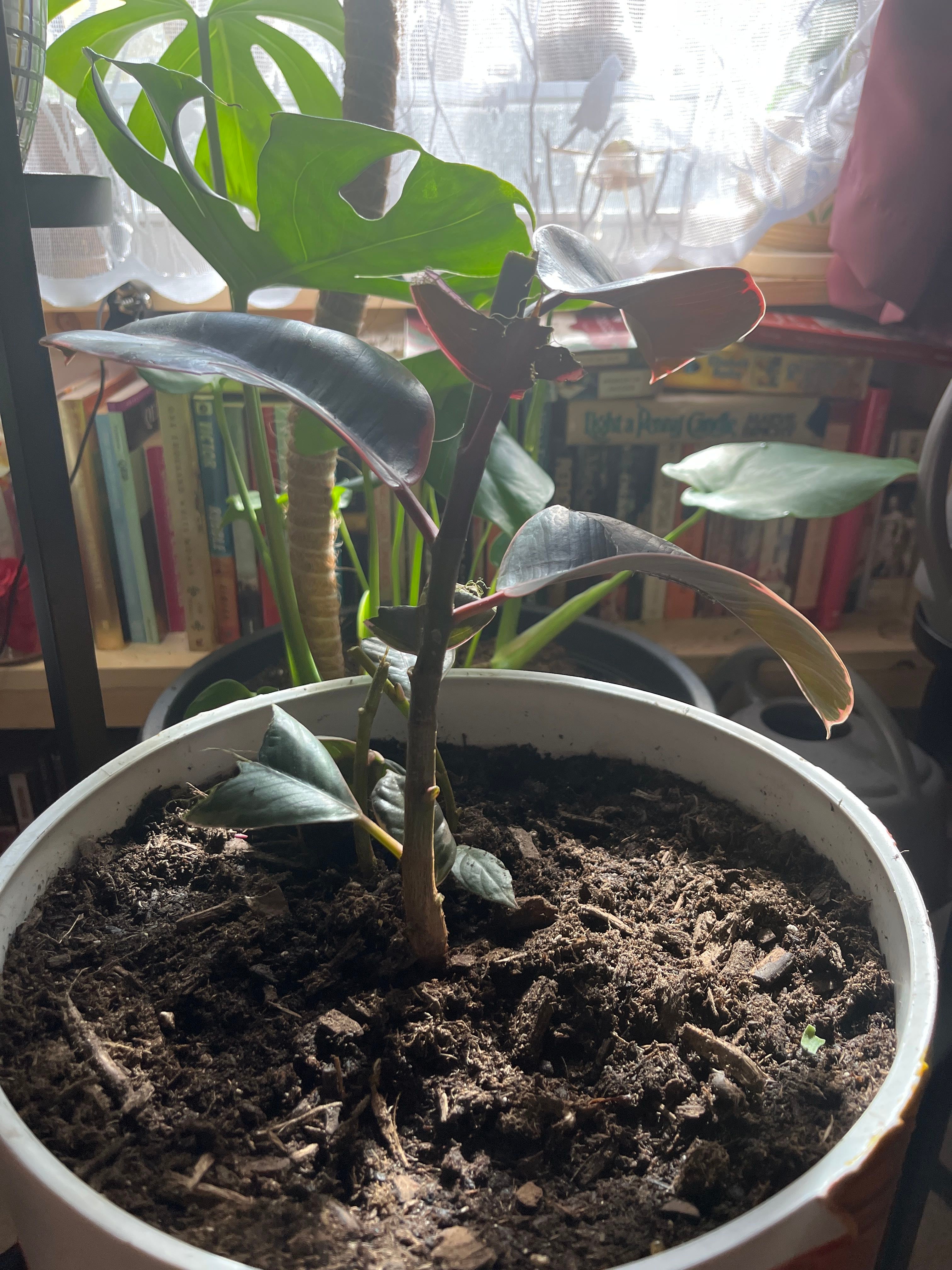 Ficus Joy Care 101: Water, Light & Growing Tips